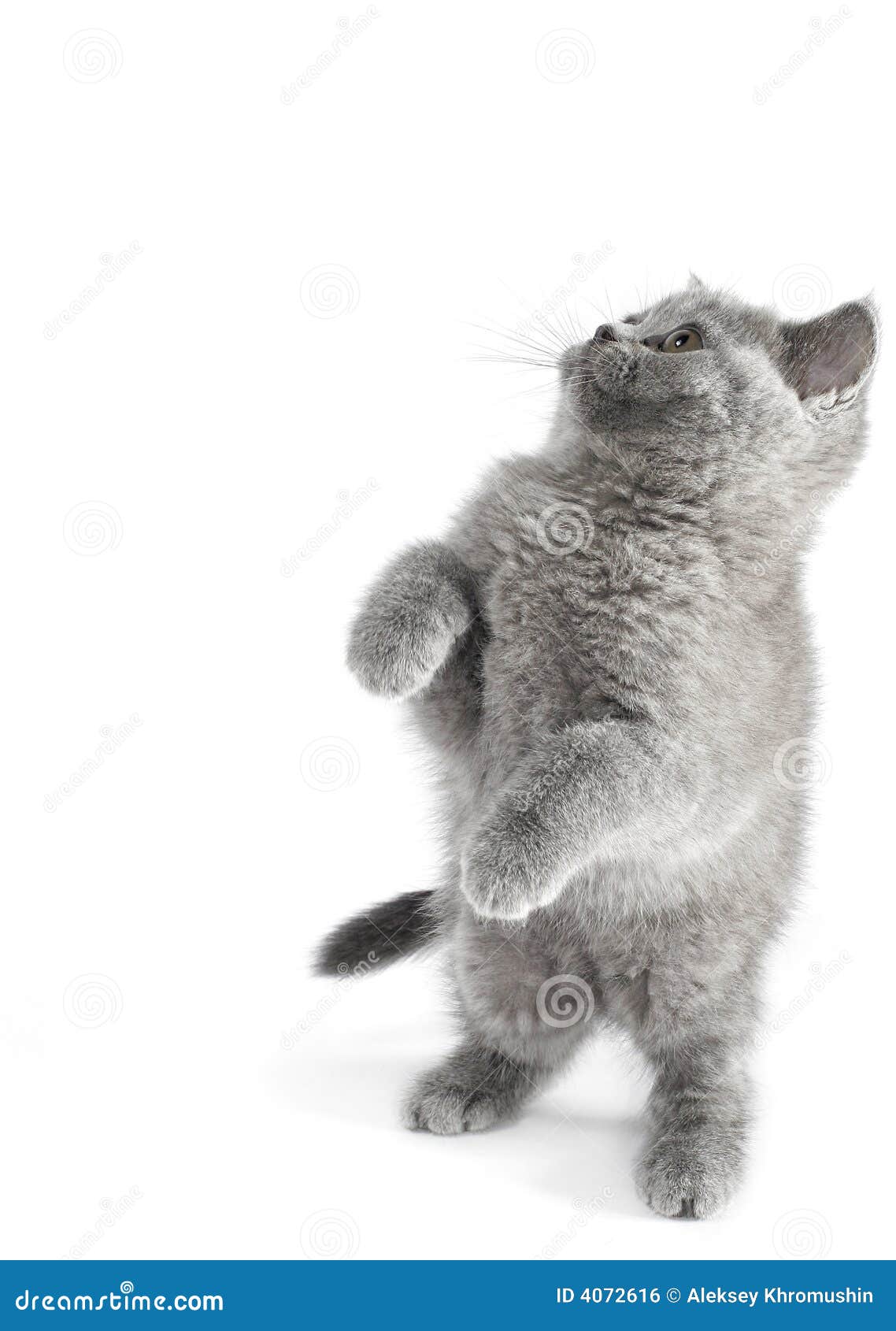 Kitty look up stock photo. Image of feline, kitty, cute - 4072616