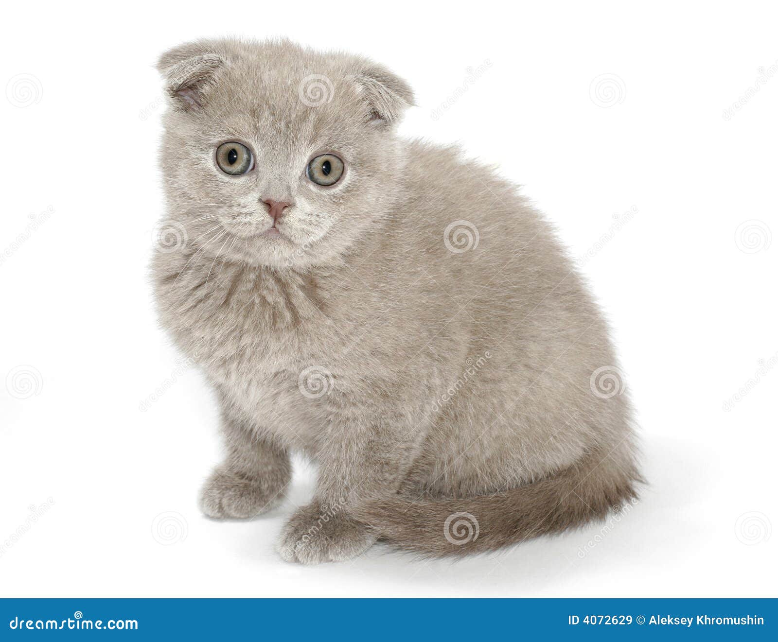 Kitty look on you stock image. Image of pets, british - 4072629