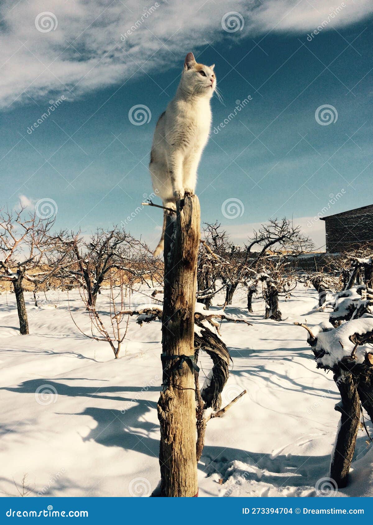 Kitty Looks at the Sun in Winter Stock Photo - Image of winter, kitty ...
