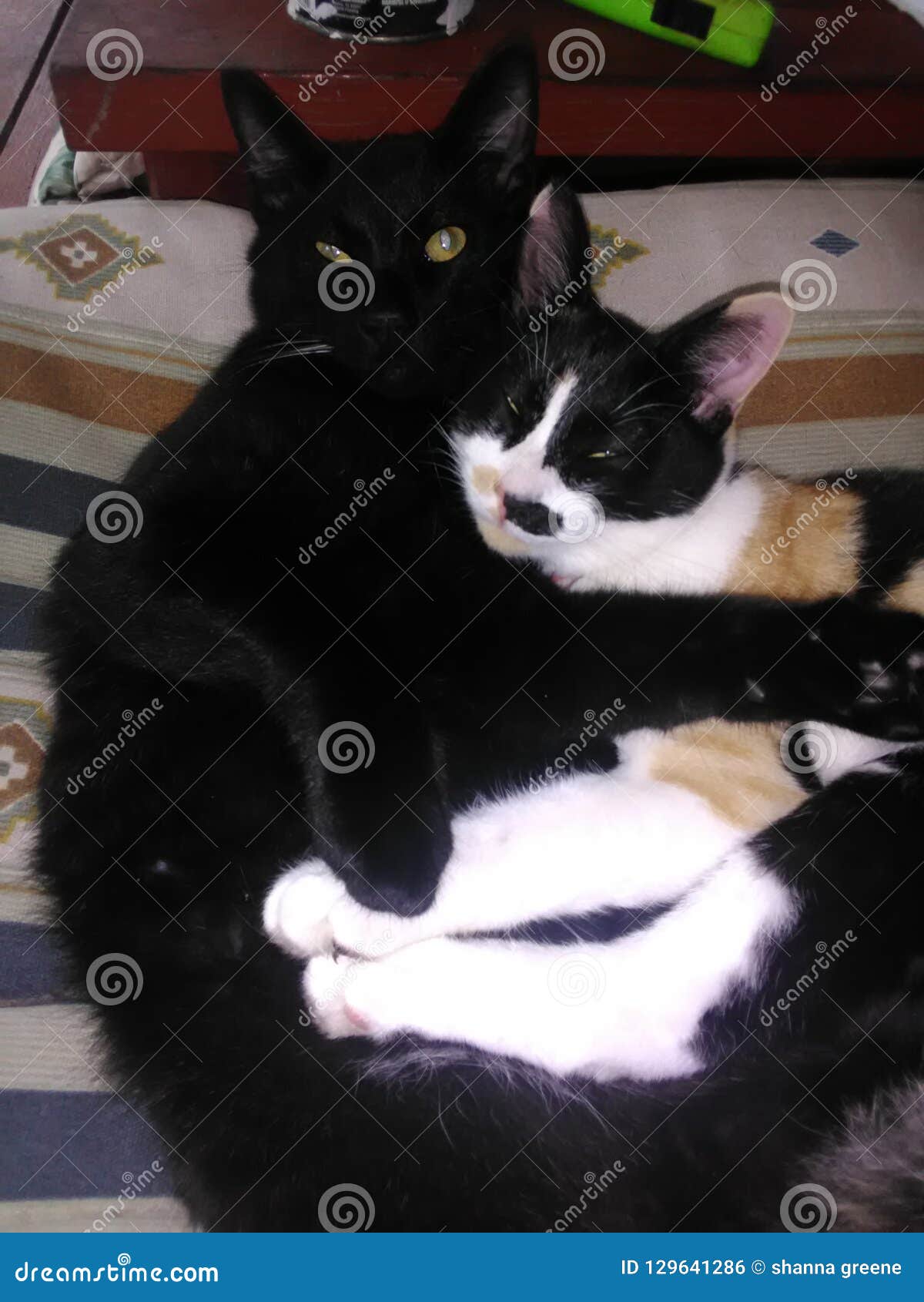 Kitty love stock photo. Image of kittens, love, kitty - 129641286