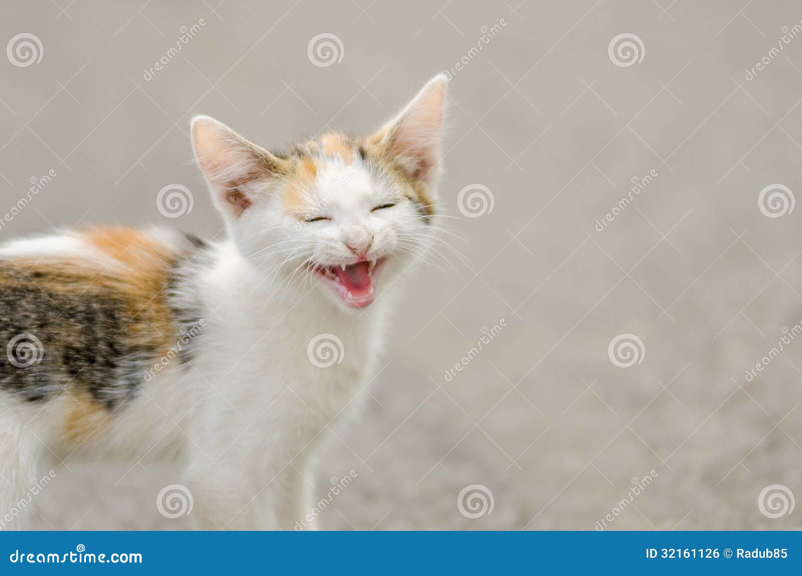 Kitty Meow photo stock. Image of félin, mignon, race - 32161126
