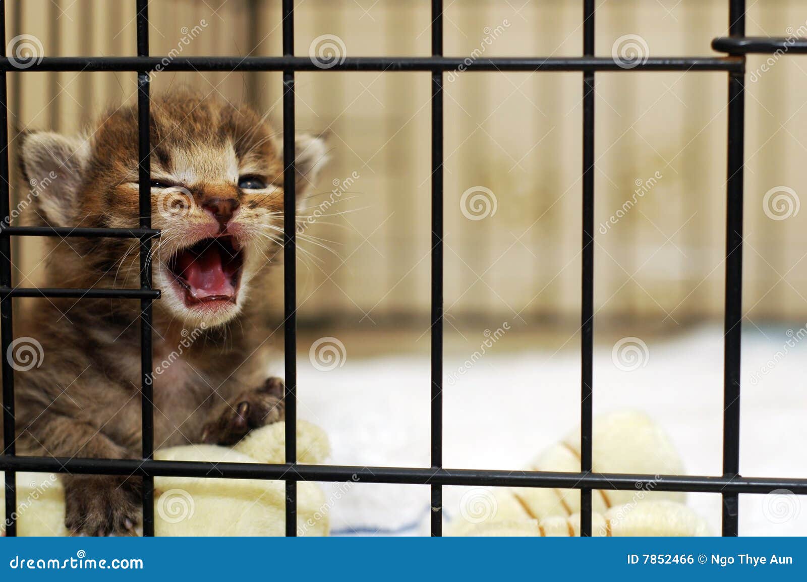 Kitty Meowing stock photo. Image of meow, kitty, tiny - 7852466