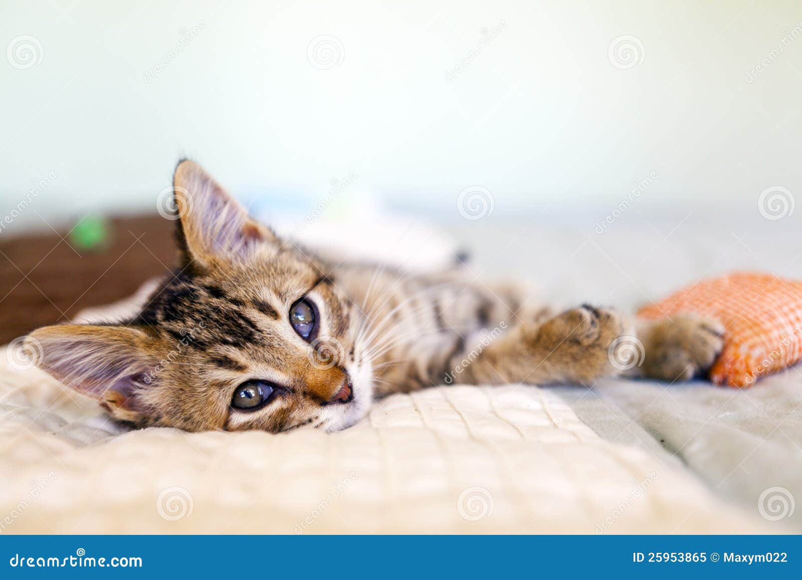 Kitty Nap stock image. Image of pretty, cute, kitten - 25953865