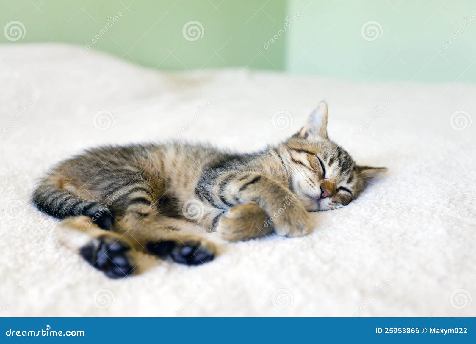 Kitty Nap stock photo. Image of home, baby, love, beautiful - 25953866