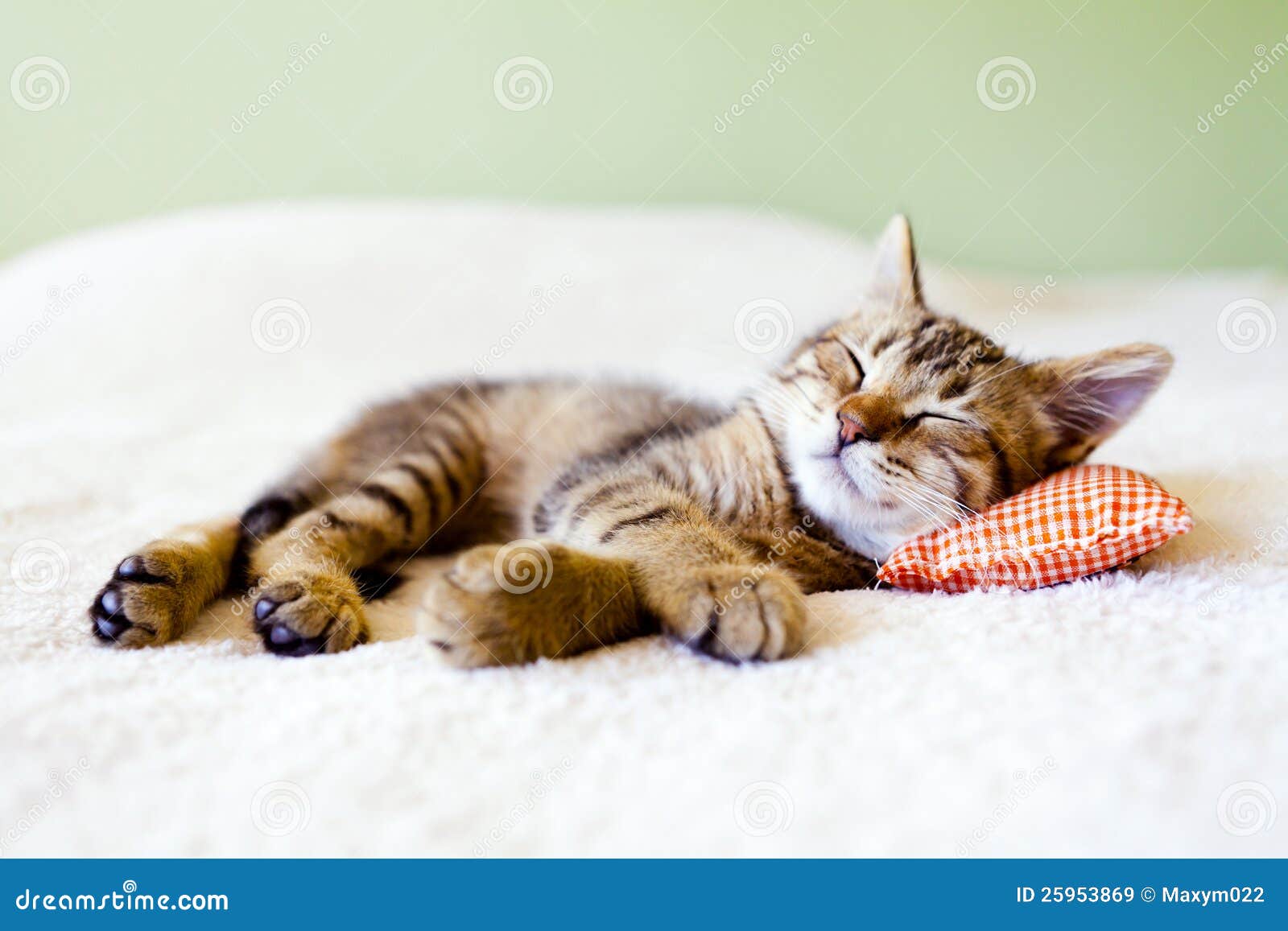 Kitty Nap stock image. Image of comfort, puss, little - 25953869