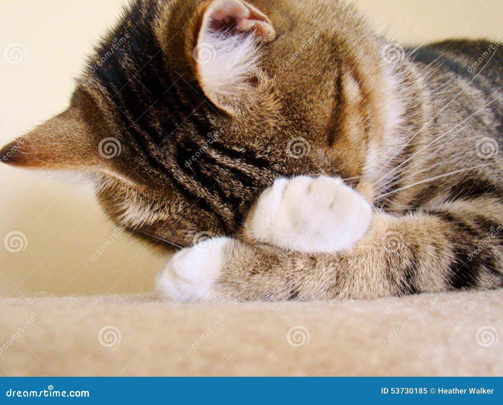 Kitty nap stock image. Image of hiding, kitty, eyes - 53730185