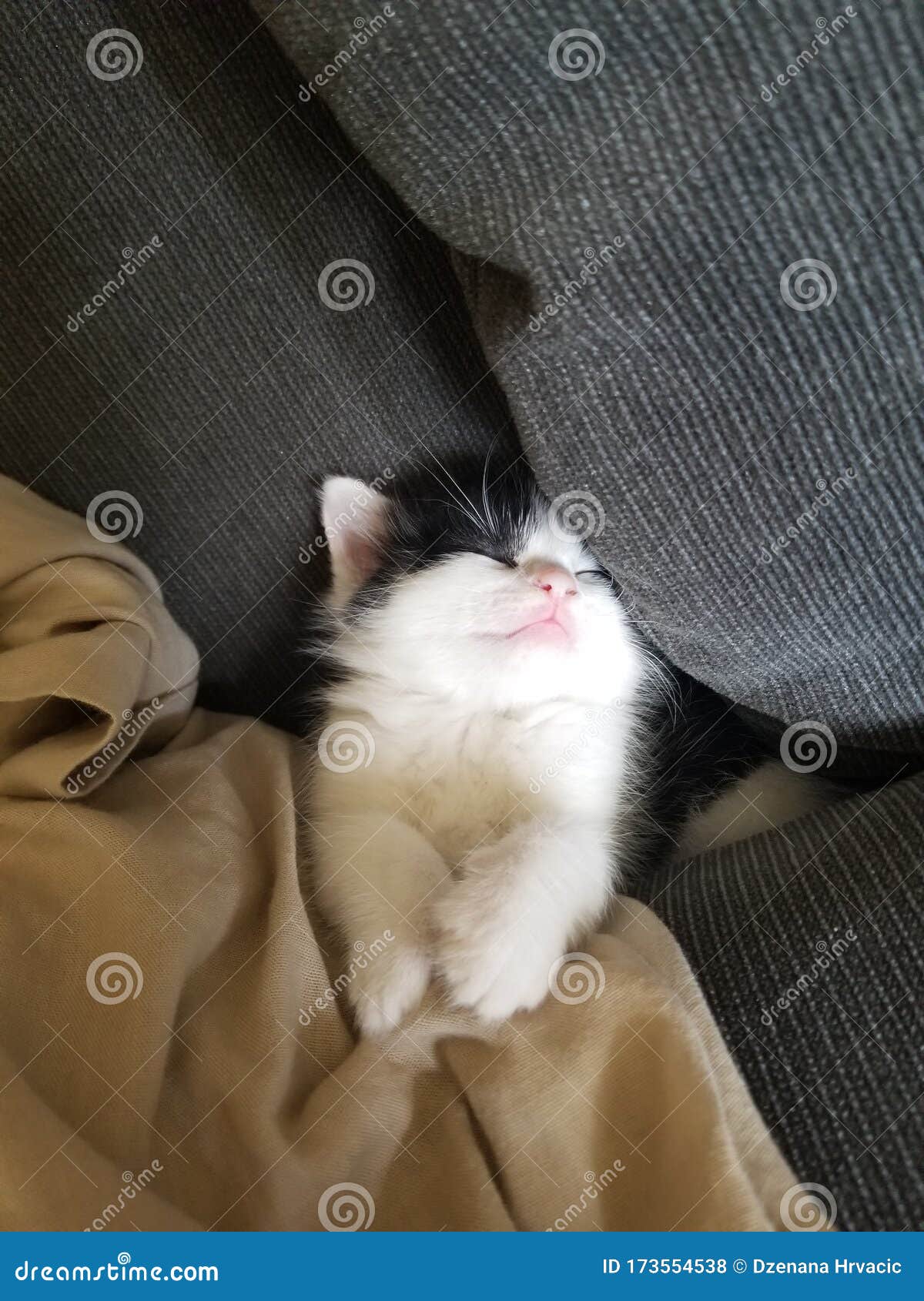 Kitty stock photo. Image of adorable, slepping, cute - 173554538