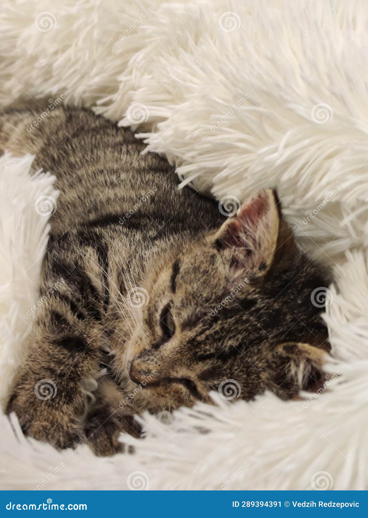 Kitty Nap ???? Meow Beanbag Soft Stock Image - Image of kitty, meow ...