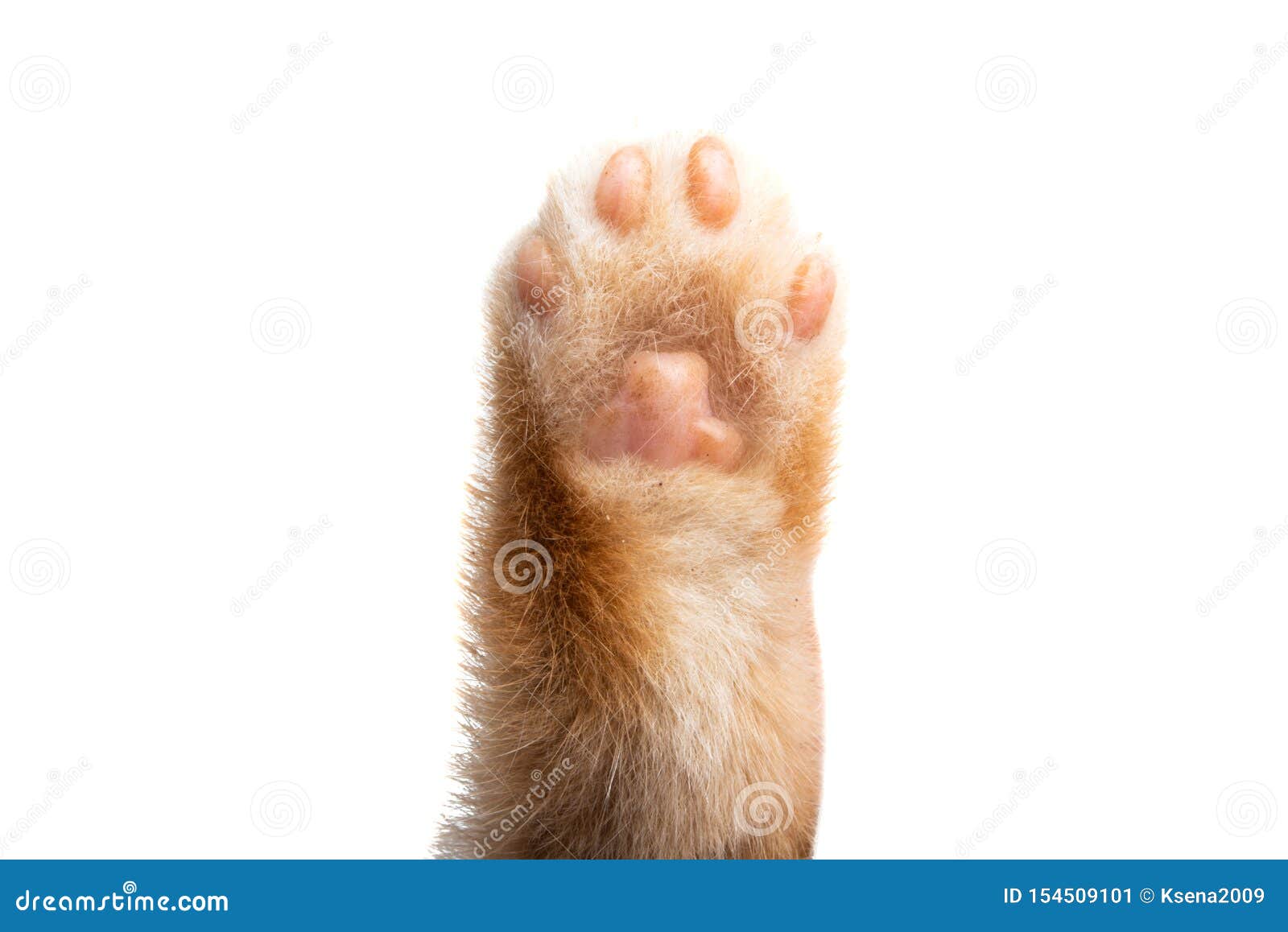 Kitty paw isolated stock image. Image of purebred, domestic - 154509101