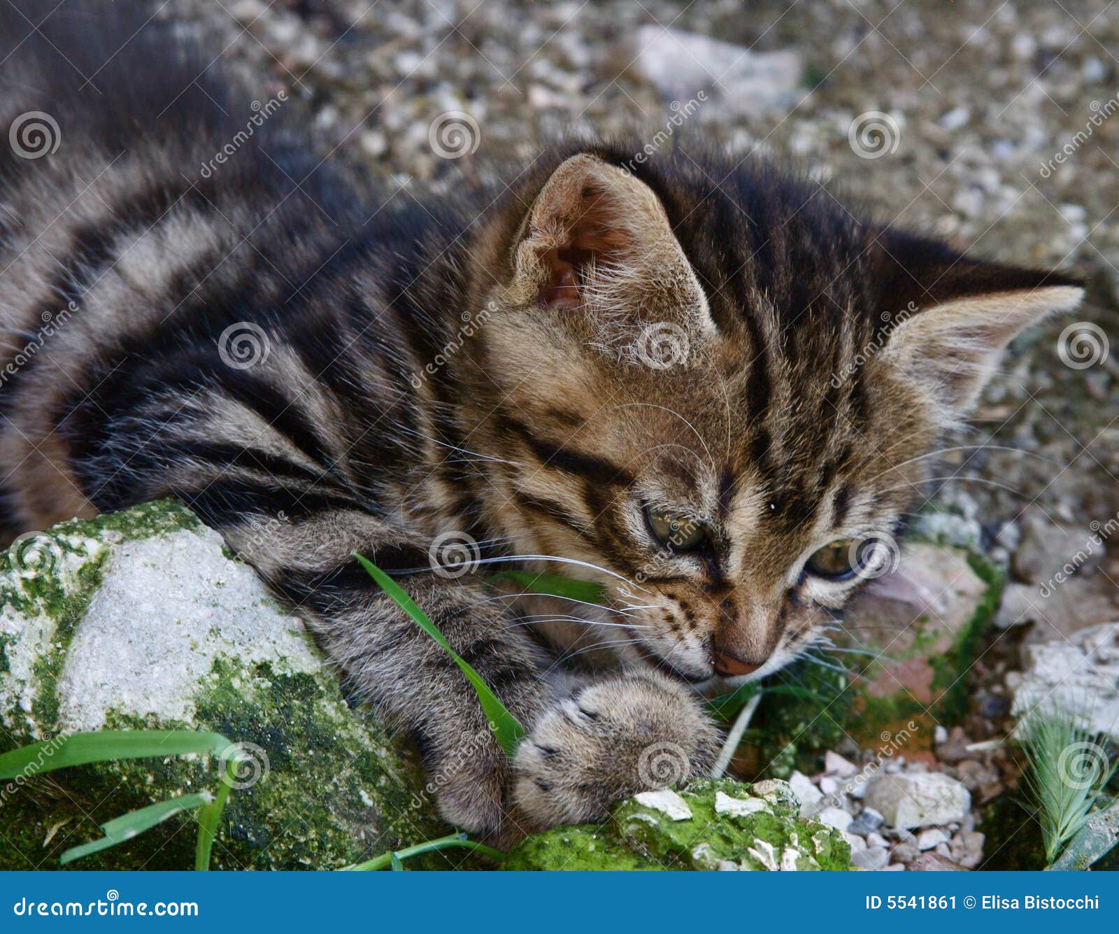Kitty play stock image. Image of playing, background, head - 5541861