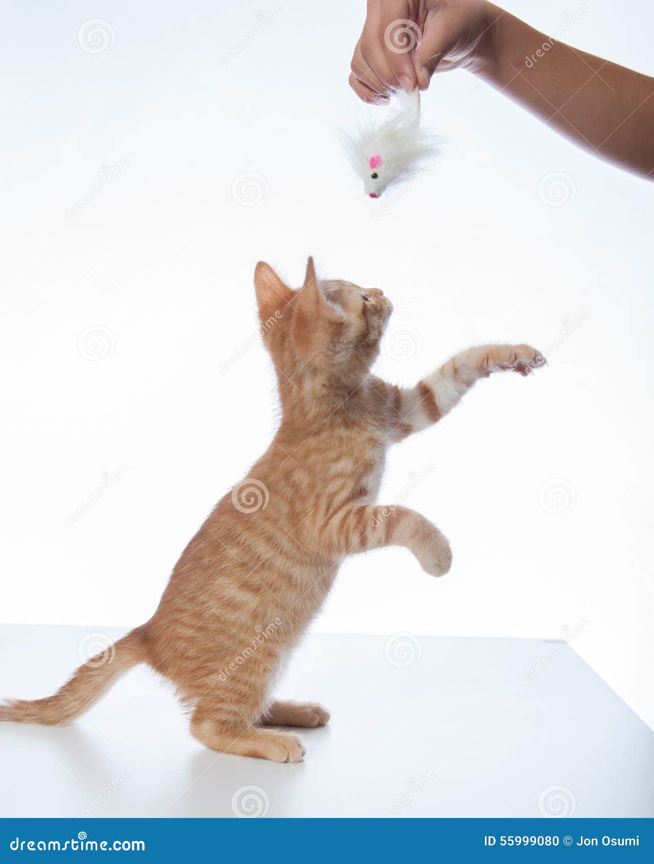 Kitty Playtime stock photo. Image of playful, dangling - 55999080