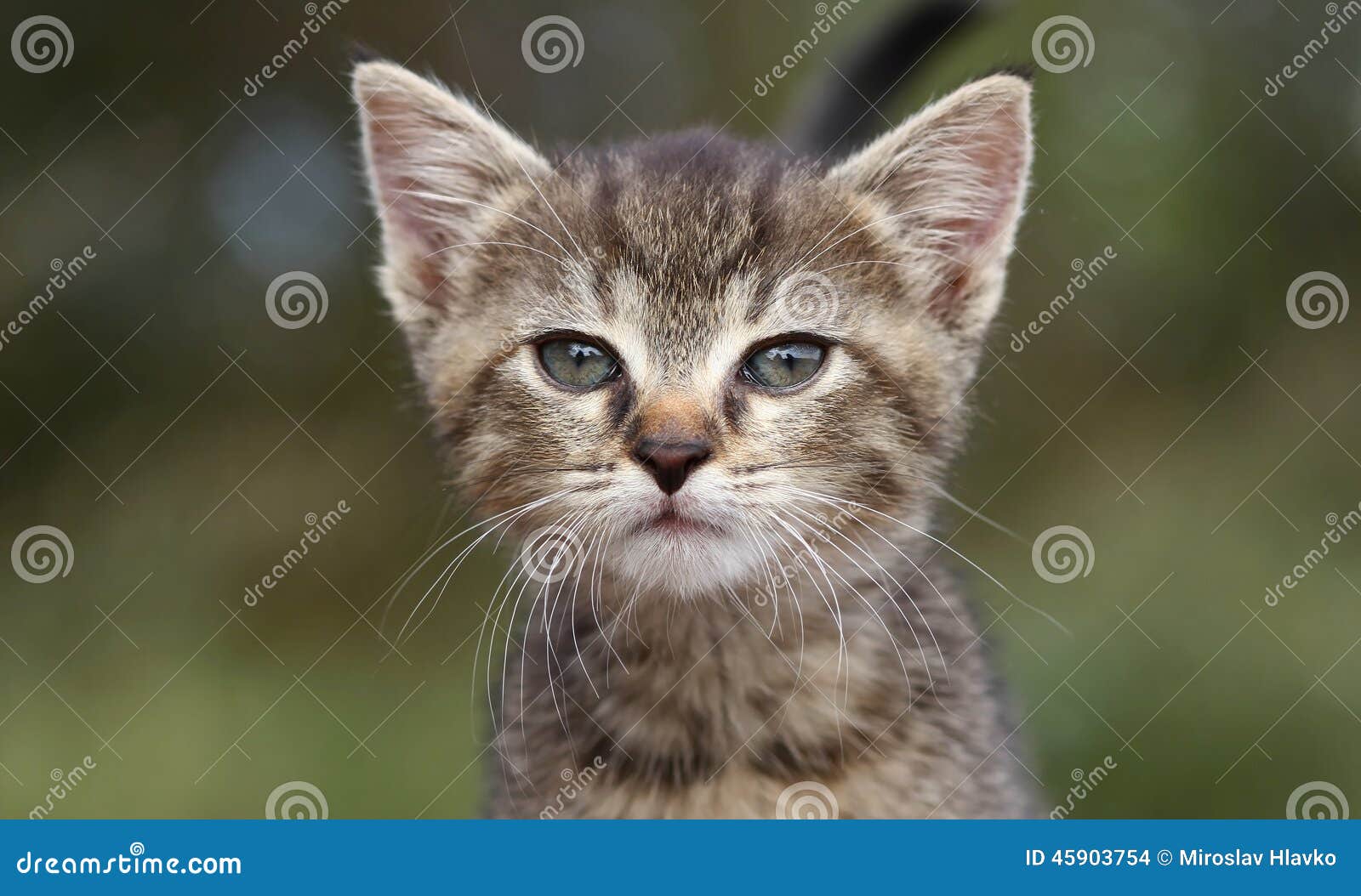Kitty portrait stock photo. Image of mammal, animal, beast - 45903754