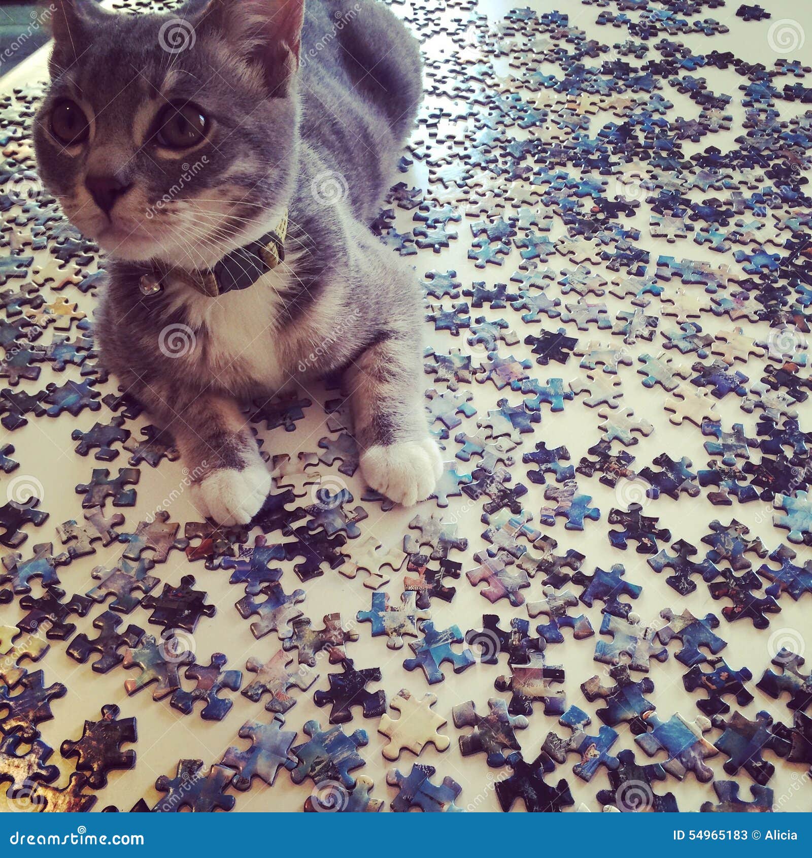 Kitty puzzle stock image. Image of puzzle, gangsta, life - 54965183