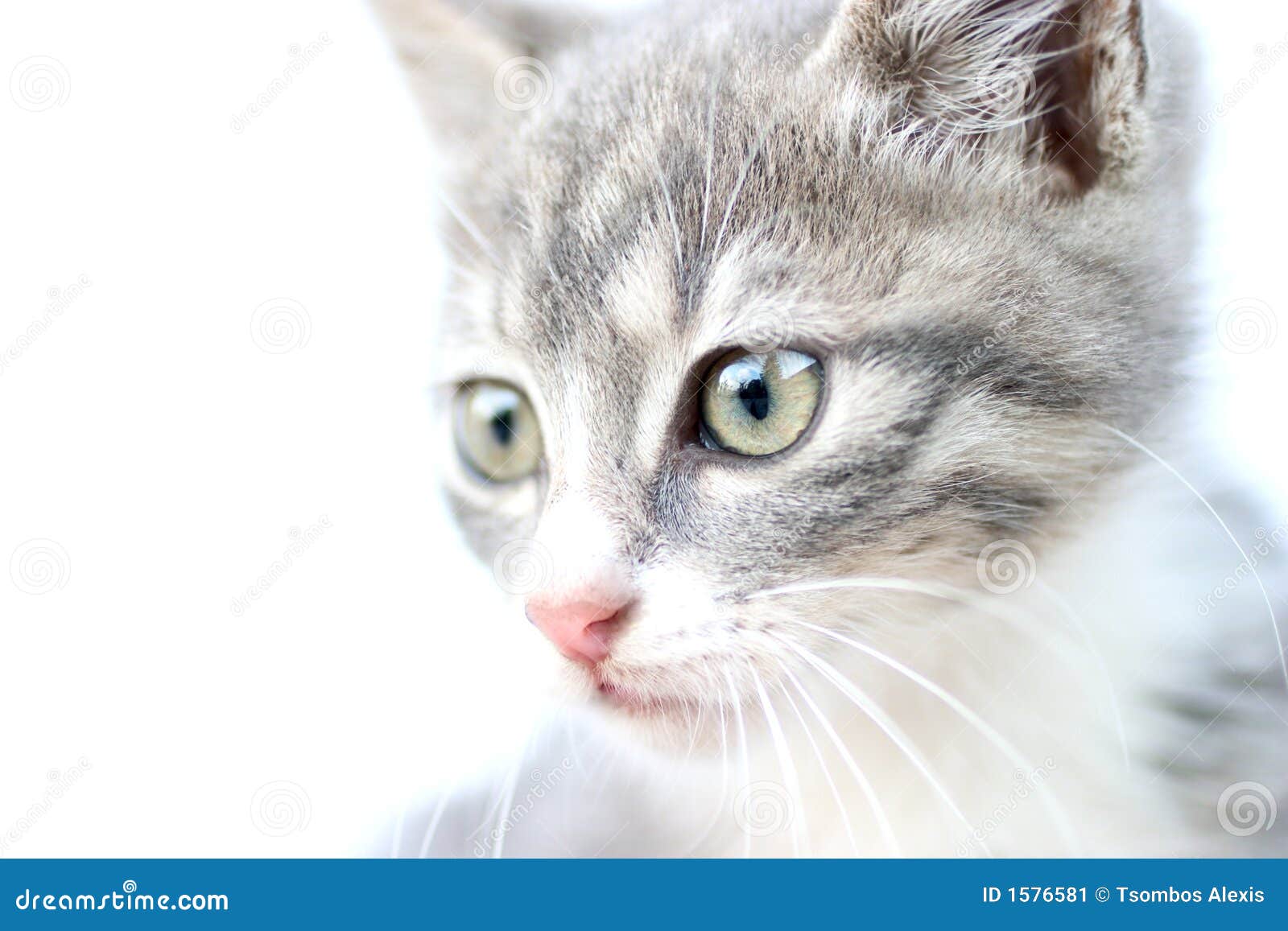 Kitty s face stock image. Image of liberty, mammal, mouth - 1576581