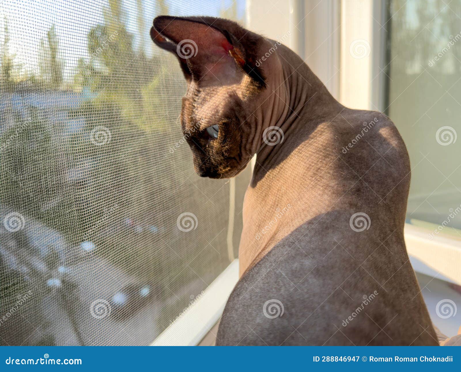 Kitty Looking Out the Window. Stock Image - Image of domestic, metal ...