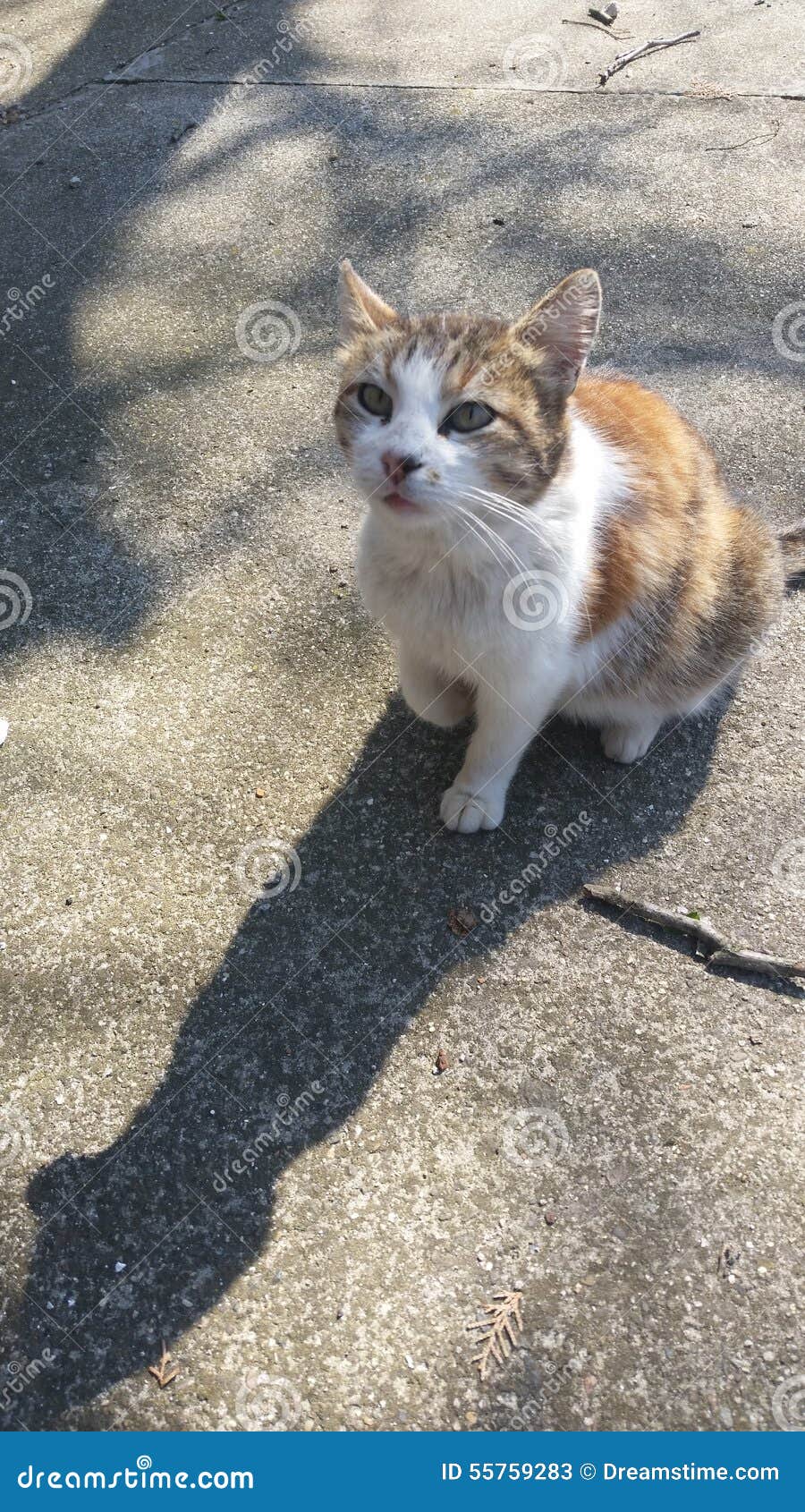 Kitty the shadow stock image. Image of next, cute, right - 55759283