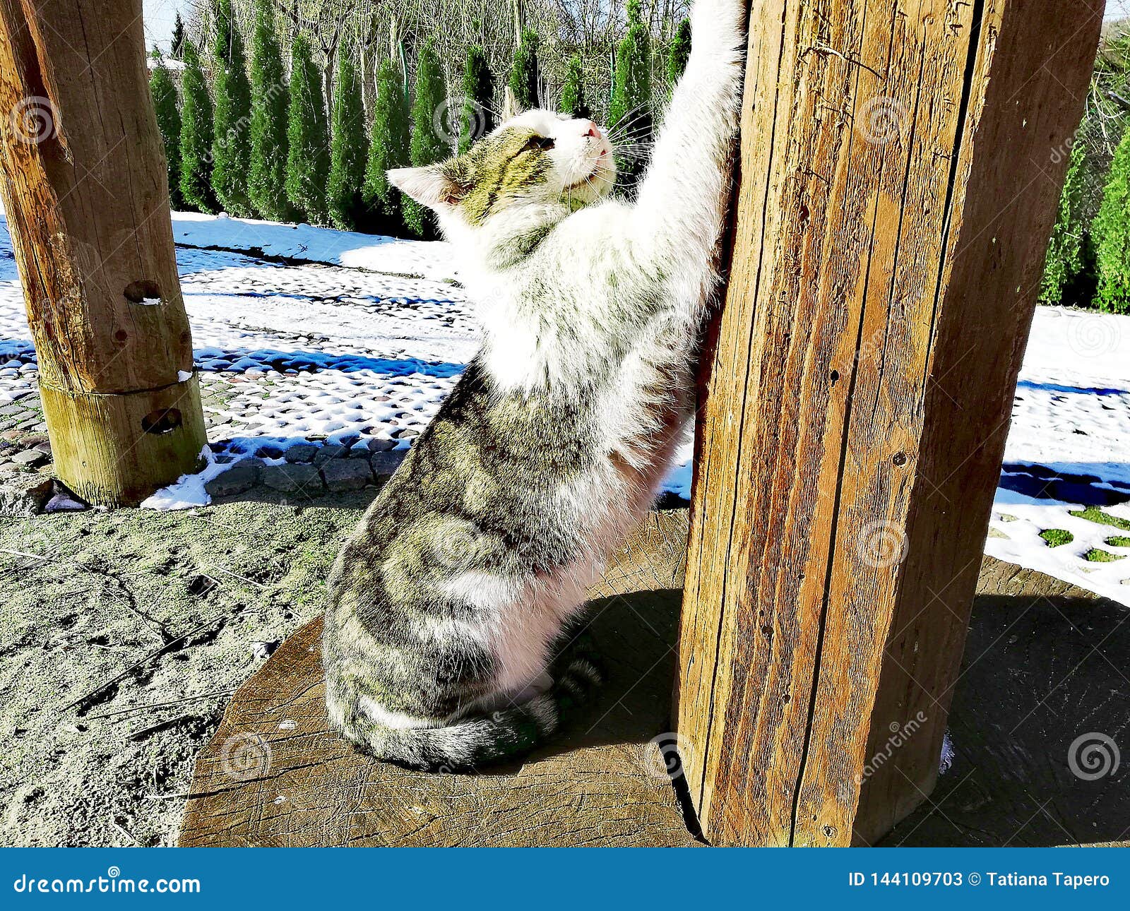 Kitty Sharpens Claws on a Log in Spring Stock Image - Image of mackerel ...