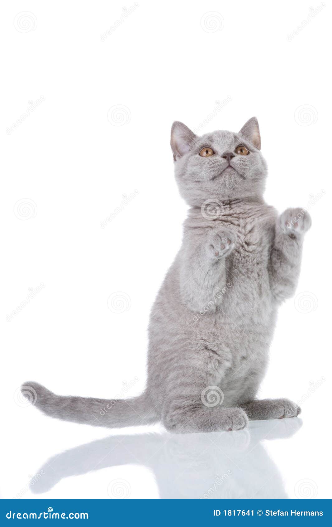 Kitty sitting stock image. Image of mammal, isolated, shorthair - 1817641