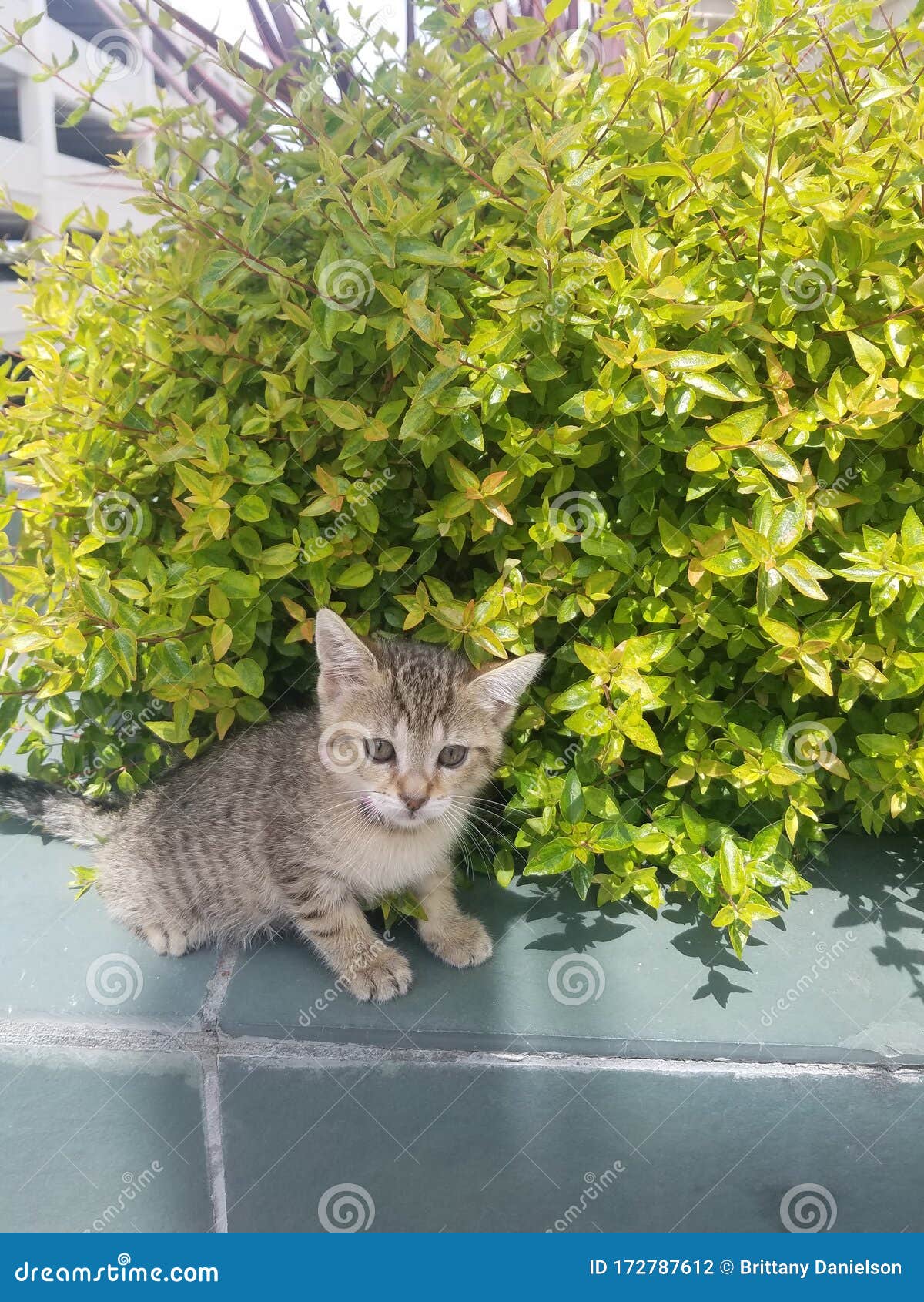 Kitty Sitting Pretty stock photo. Image of sitting, kitty - 172787612