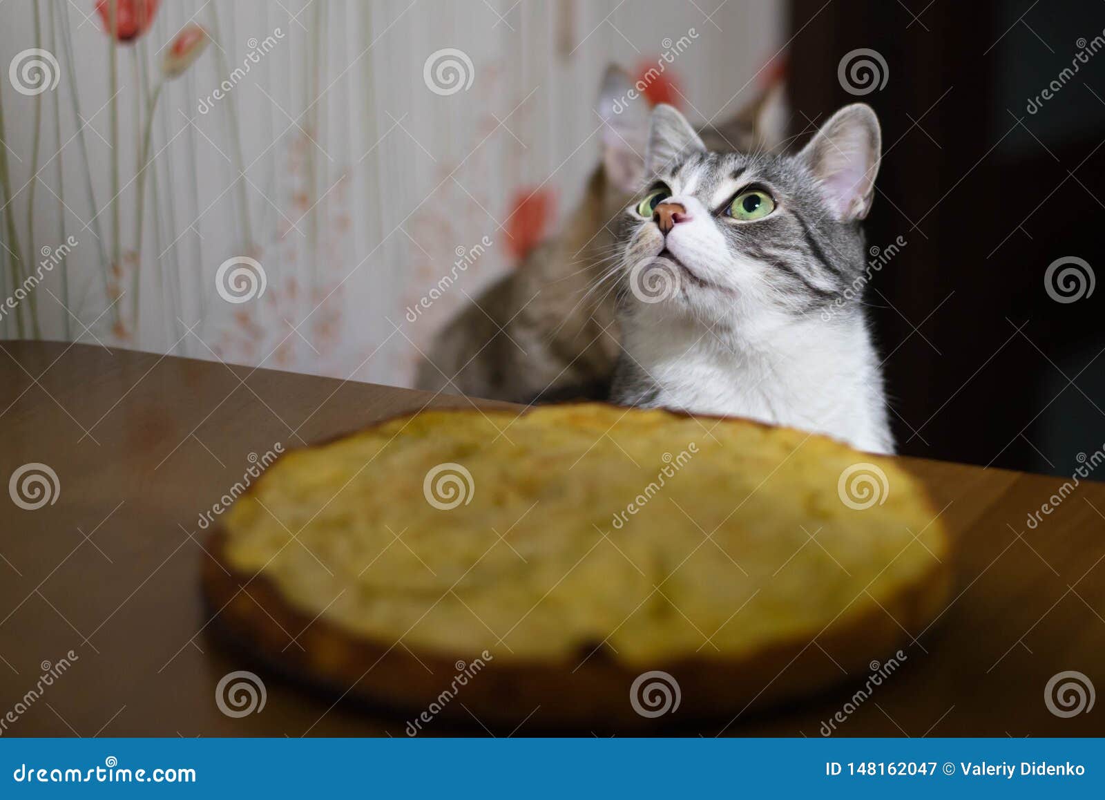 Two Kittens Sit in Front of the Table Stock Image - Image of table ...