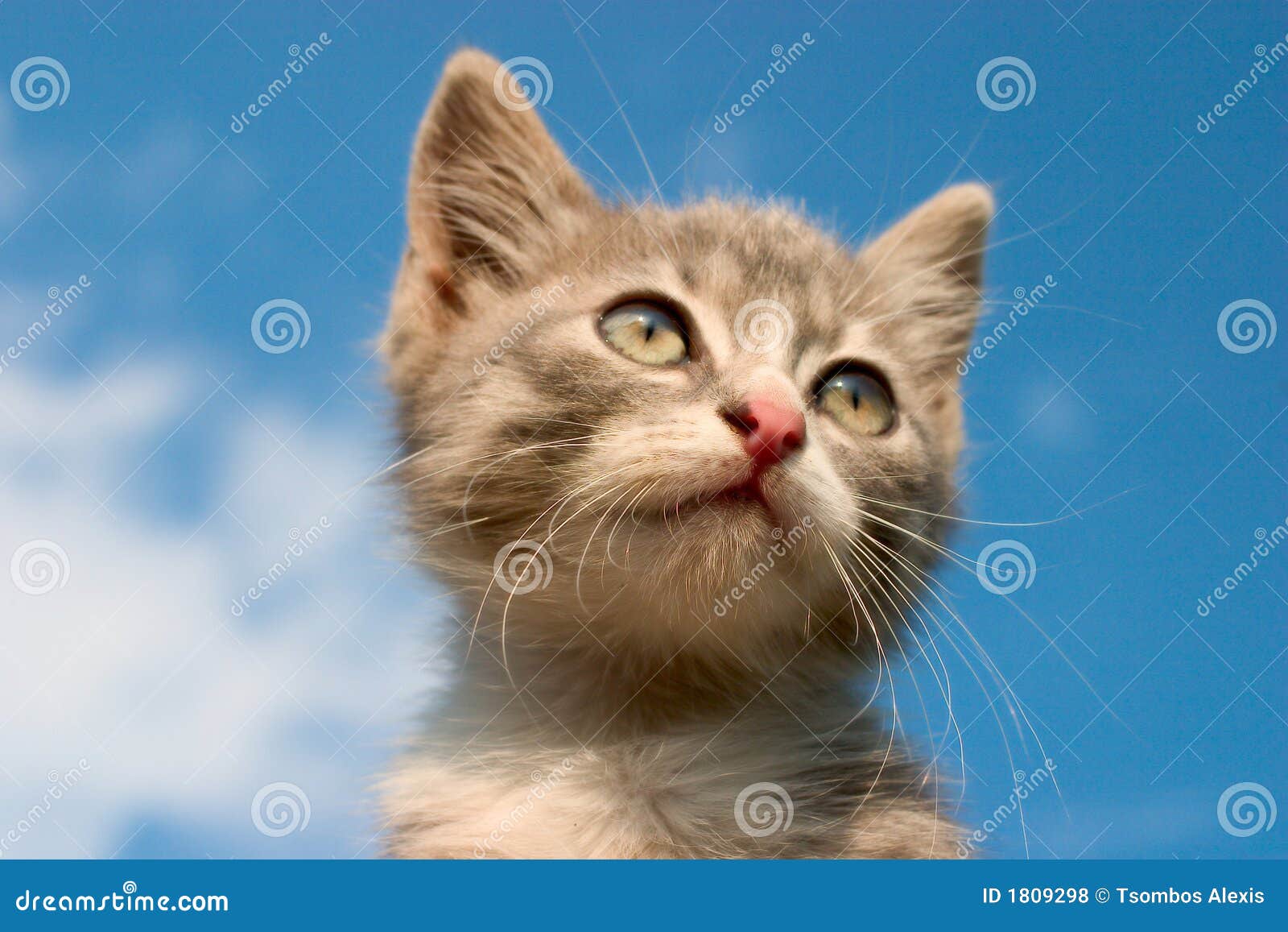 Kitty in the sky stock photo. Image of hair, look, portrait - 1809298