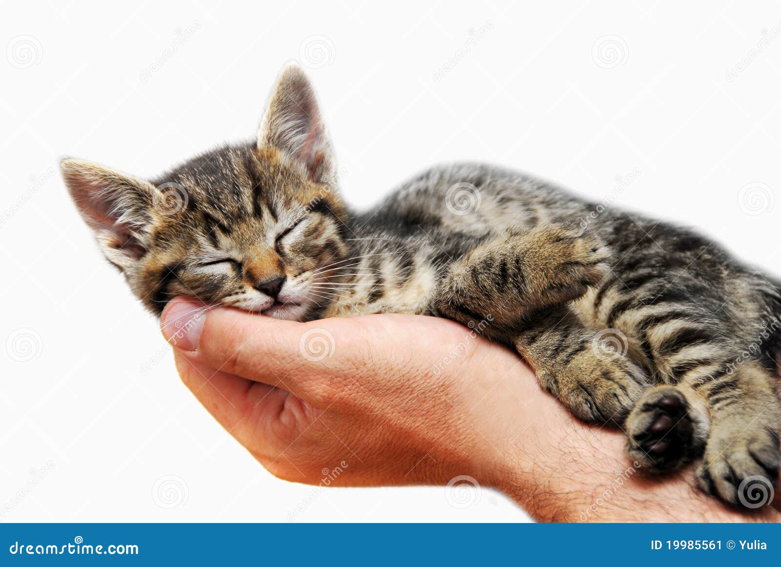 Kitty sleeping in arms stock image. Image of carry, little - 19985561