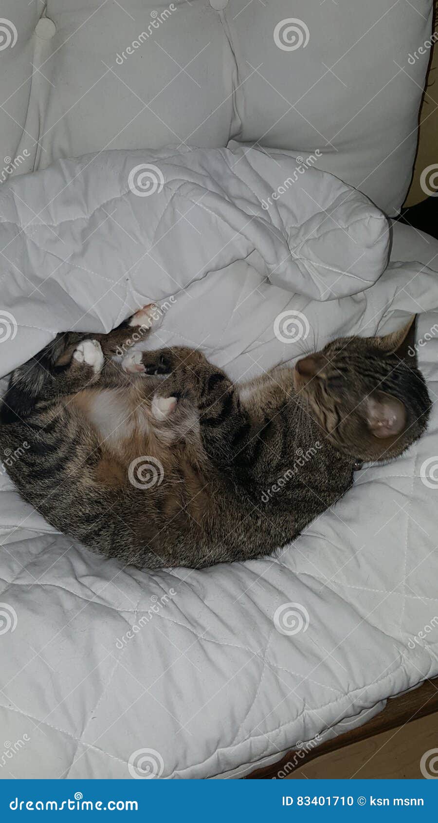 Kitty Sleeps Like Baby Stock Photos - Free & Royalty-Free Stock Photos ... Kitty Sleeps Like Baby Stock Photos - Free & Royalty-Free Stock Photos ...