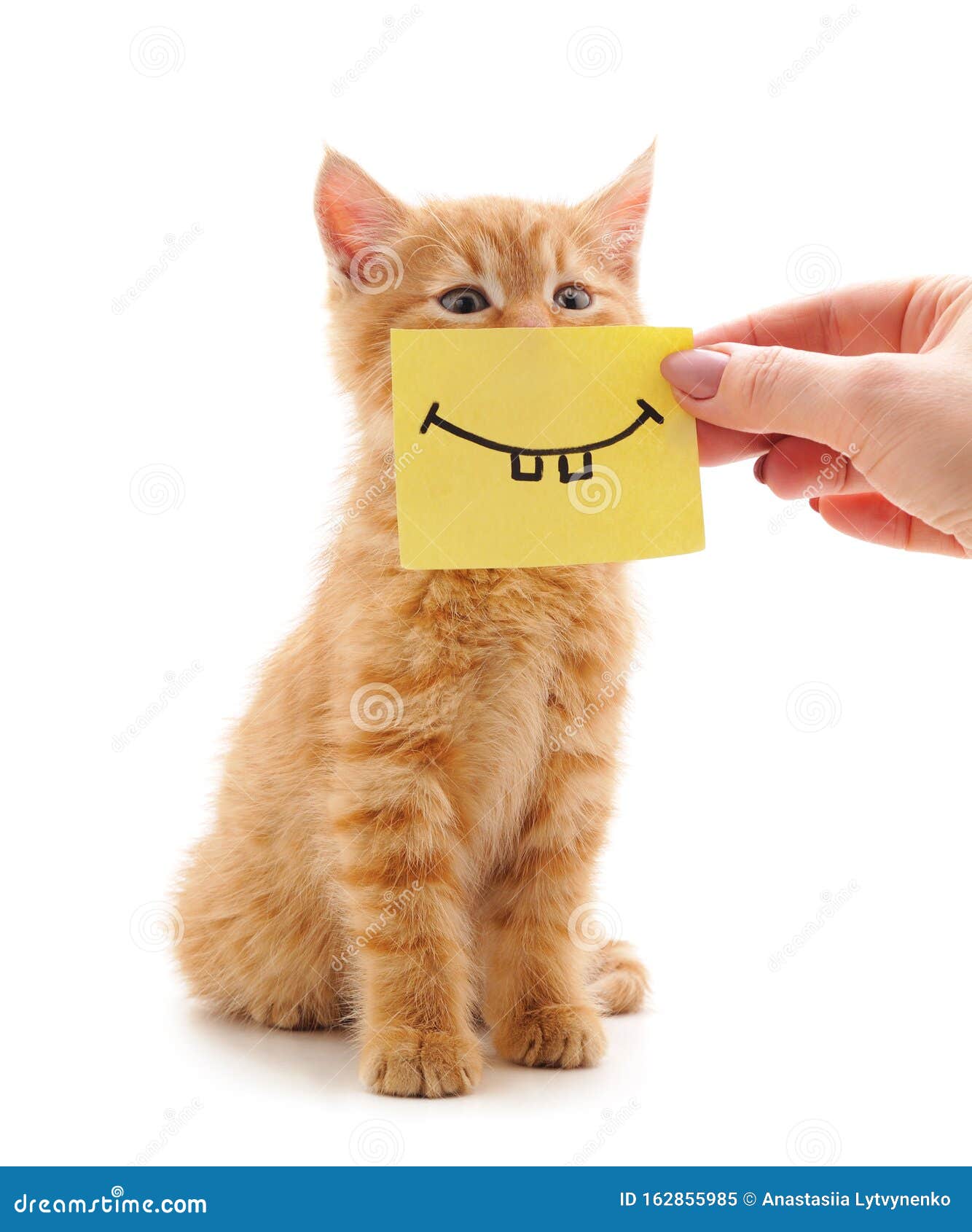 Kitty with a Smiley on Paper Stock Image - Image of domestic, graphic ...
