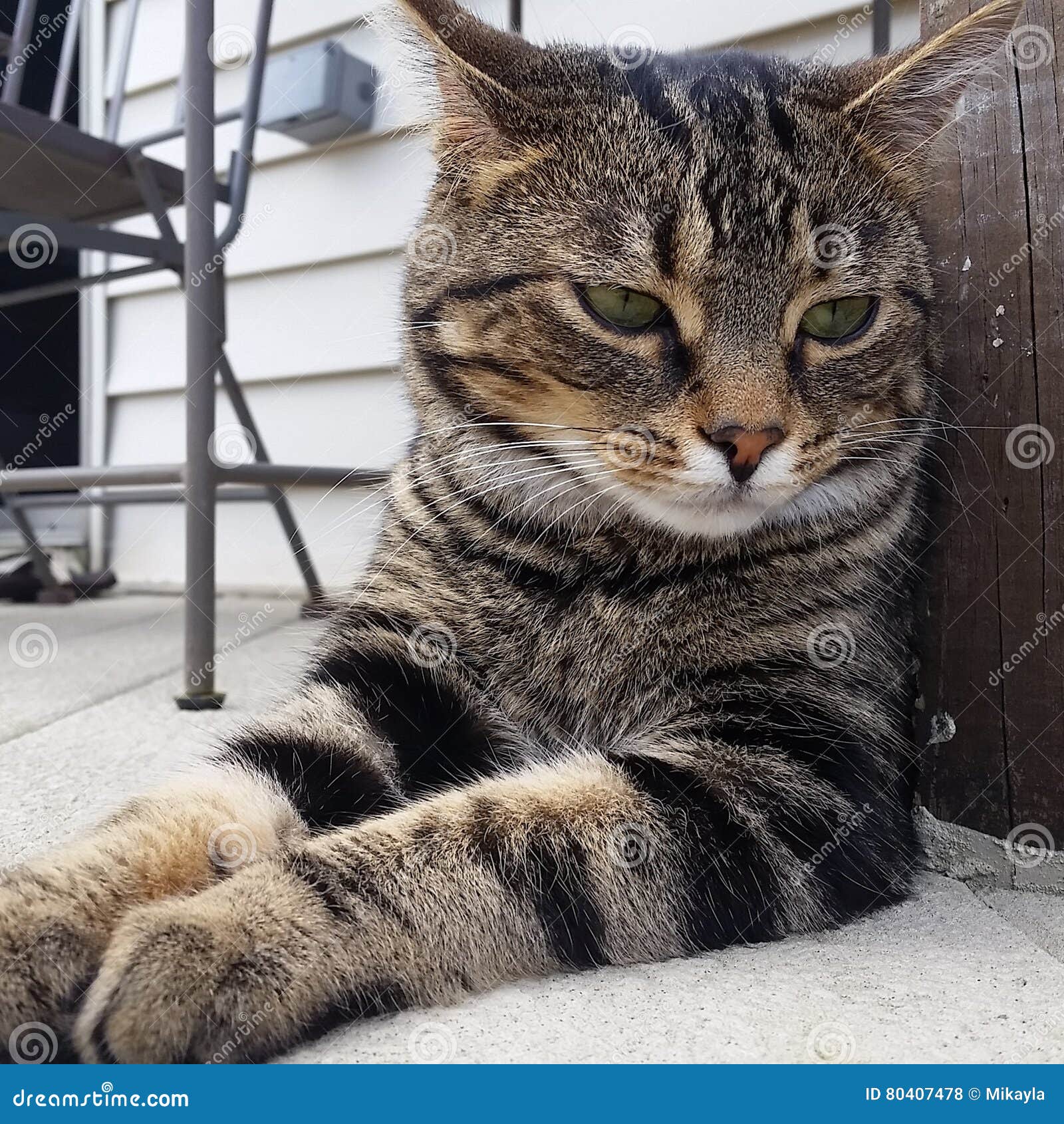 Mad Cat stock photo. Image of modeling, fuzzy, soft, posing - 80407478