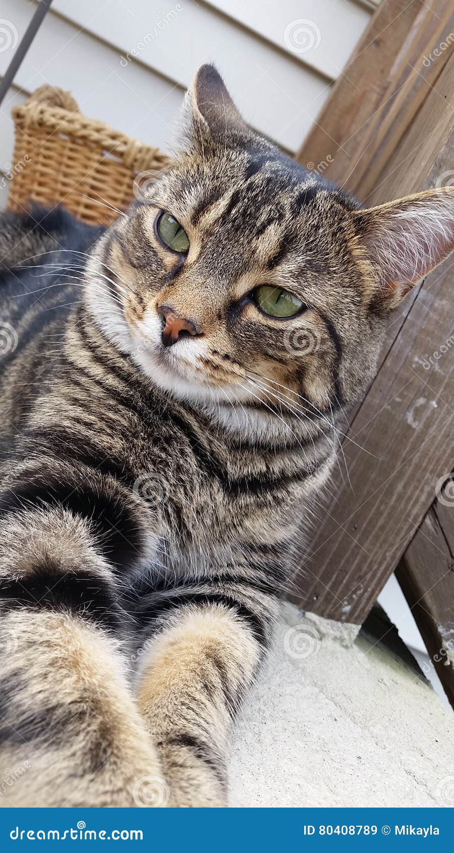 Kitty stock image. Image of kitty, curious, fuzzy, soft - 80408789