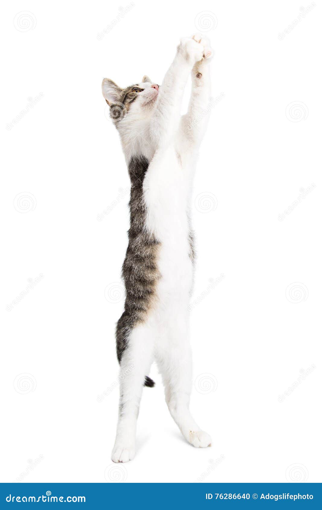 Kitty Standing and Reaching Up Stock Photo - Image of active, white ...