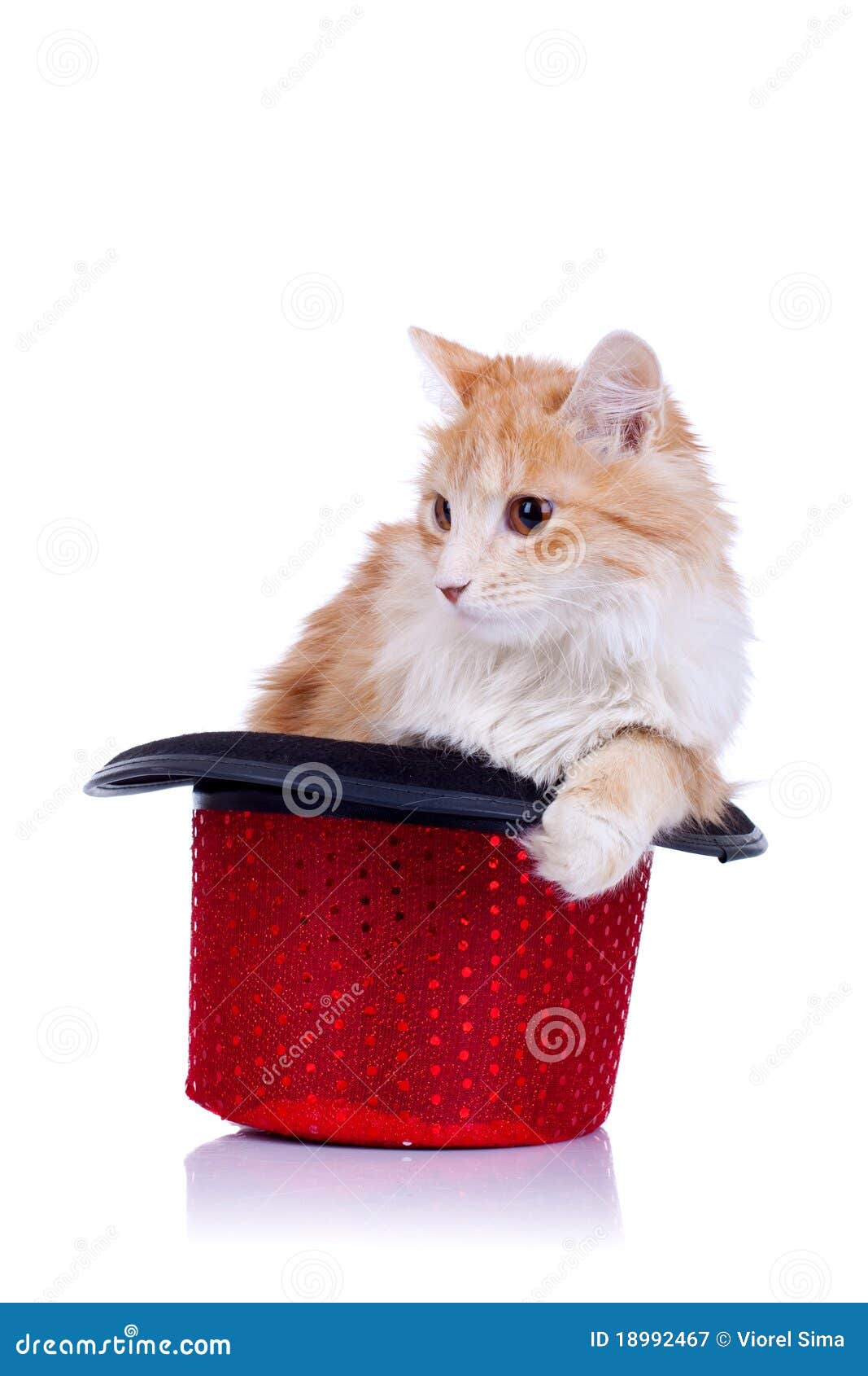 Kitty Standing in a Show Hat Stock Image - Image of portrait, beautiful ...