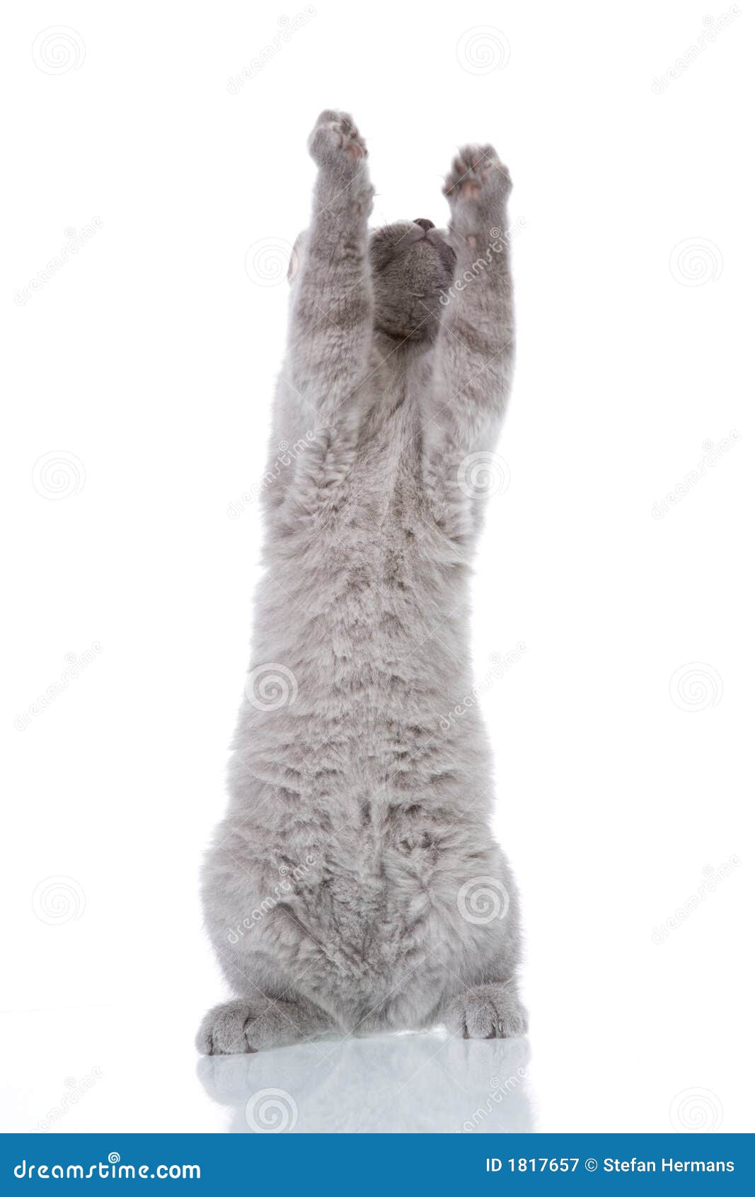Kitty stretching stock image. Image of feline, young, white - 1817657