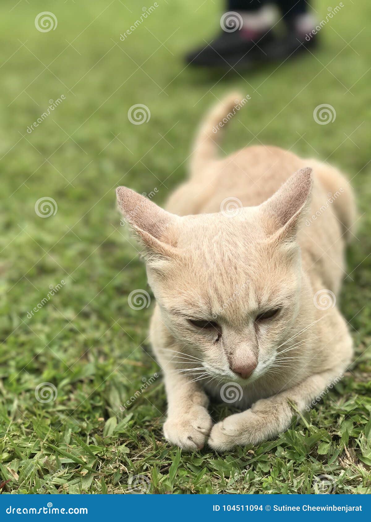 Kitty take a nap stock photo. Image of kitty - 104511094