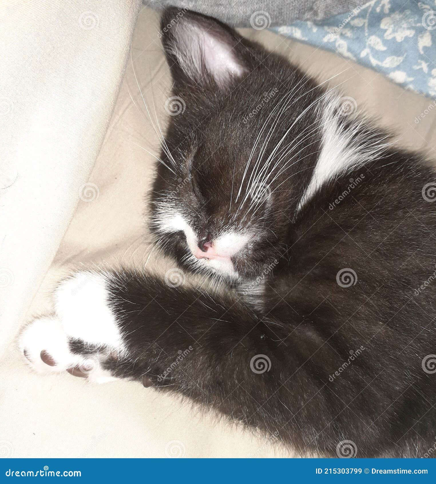 Kitty Taking an Afternoon Nap Stock Image - Image of kitten, textile ...