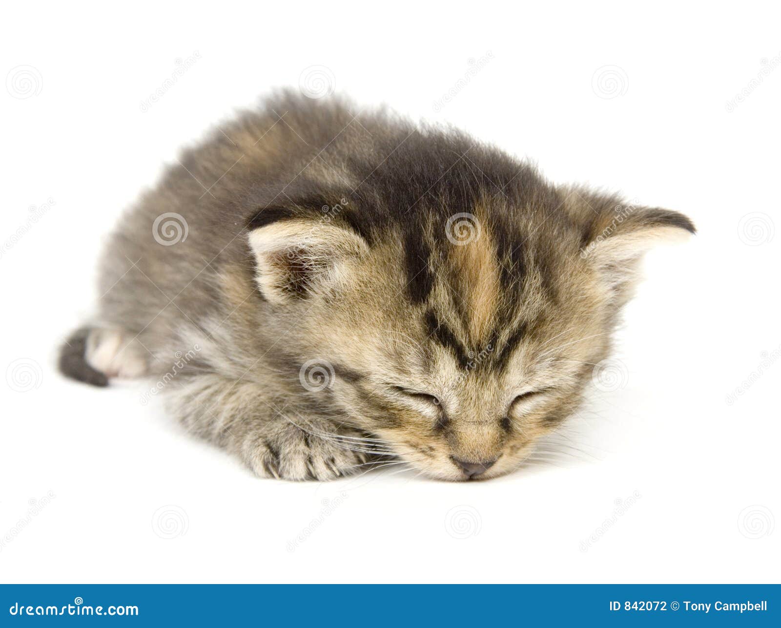 Kitty Taking a Cat Nap on White Background Stock Photo - Image of ...