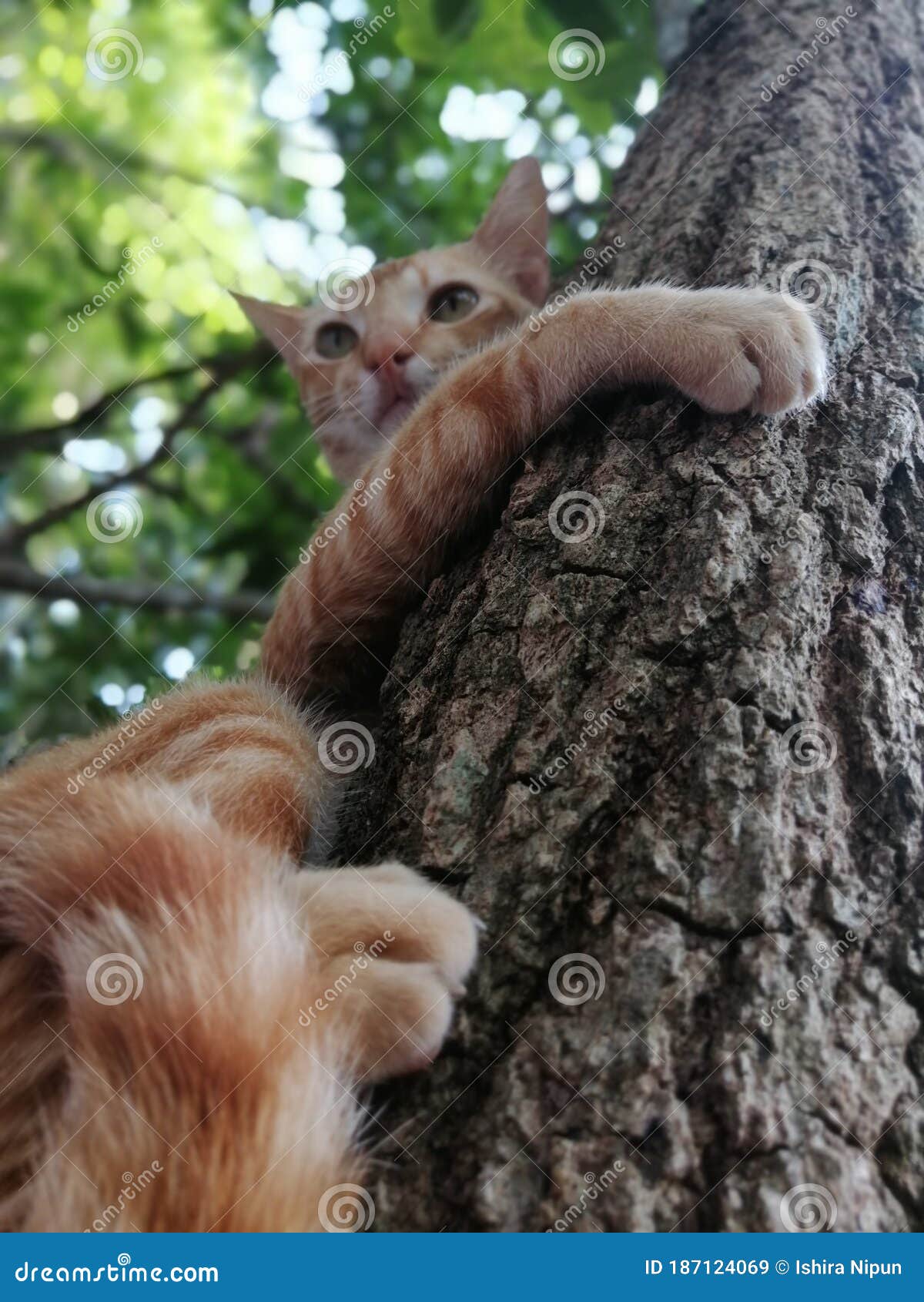 Kitty on the tree stock image. Image of jungle, branch - 187124069