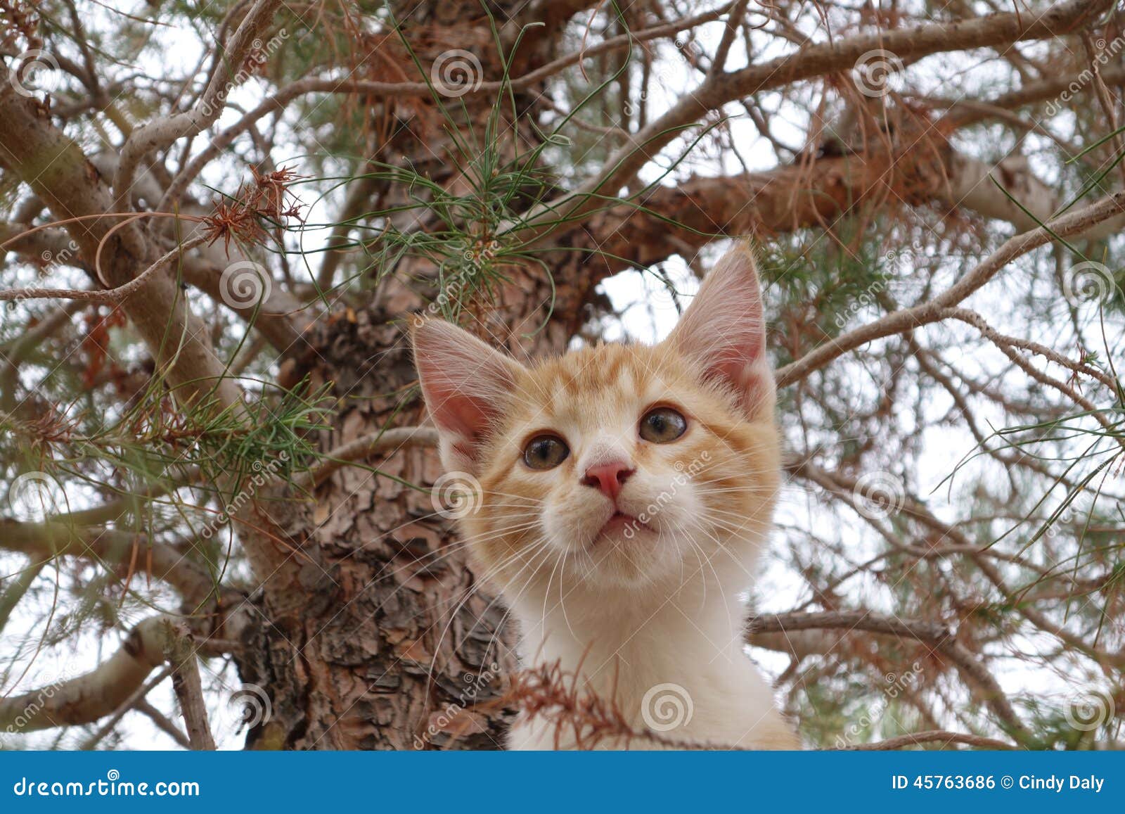 Kitty in the tree stock photo. Image of tabby, background - 45763686
