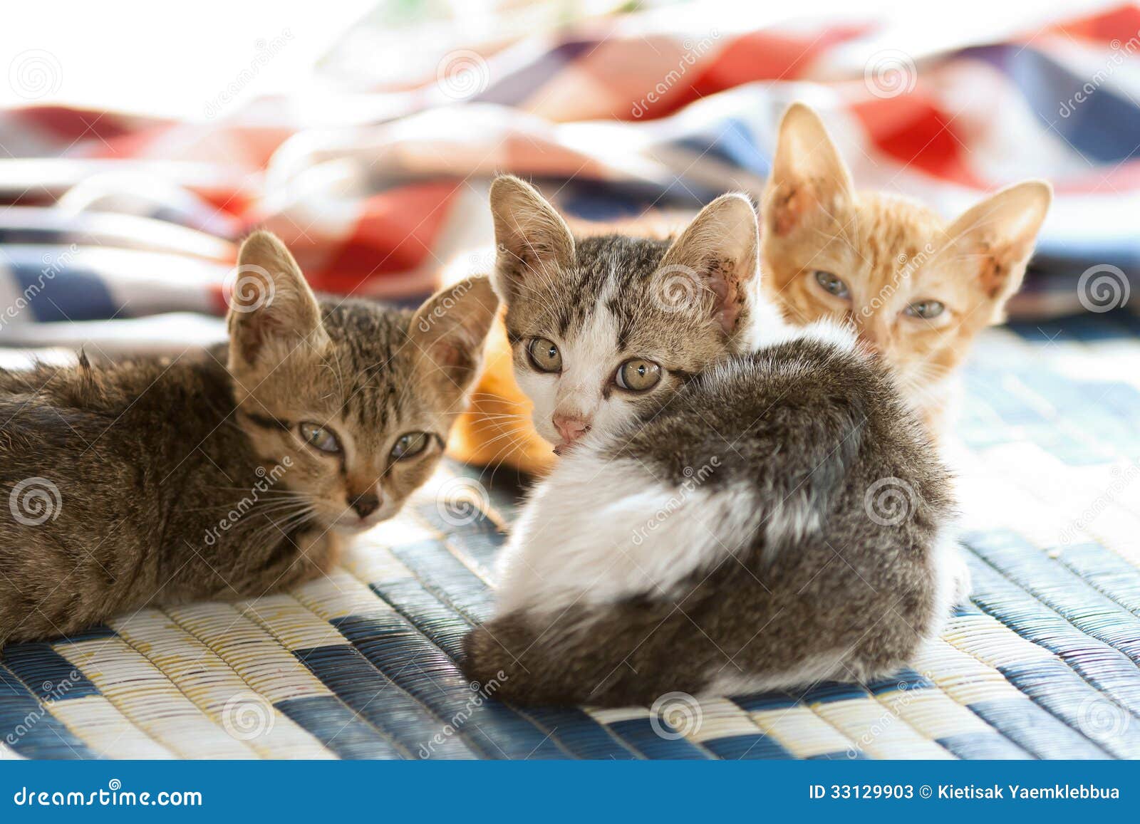 Kitty triple stock image. Image of kitty, animal, teamwork - 33129903