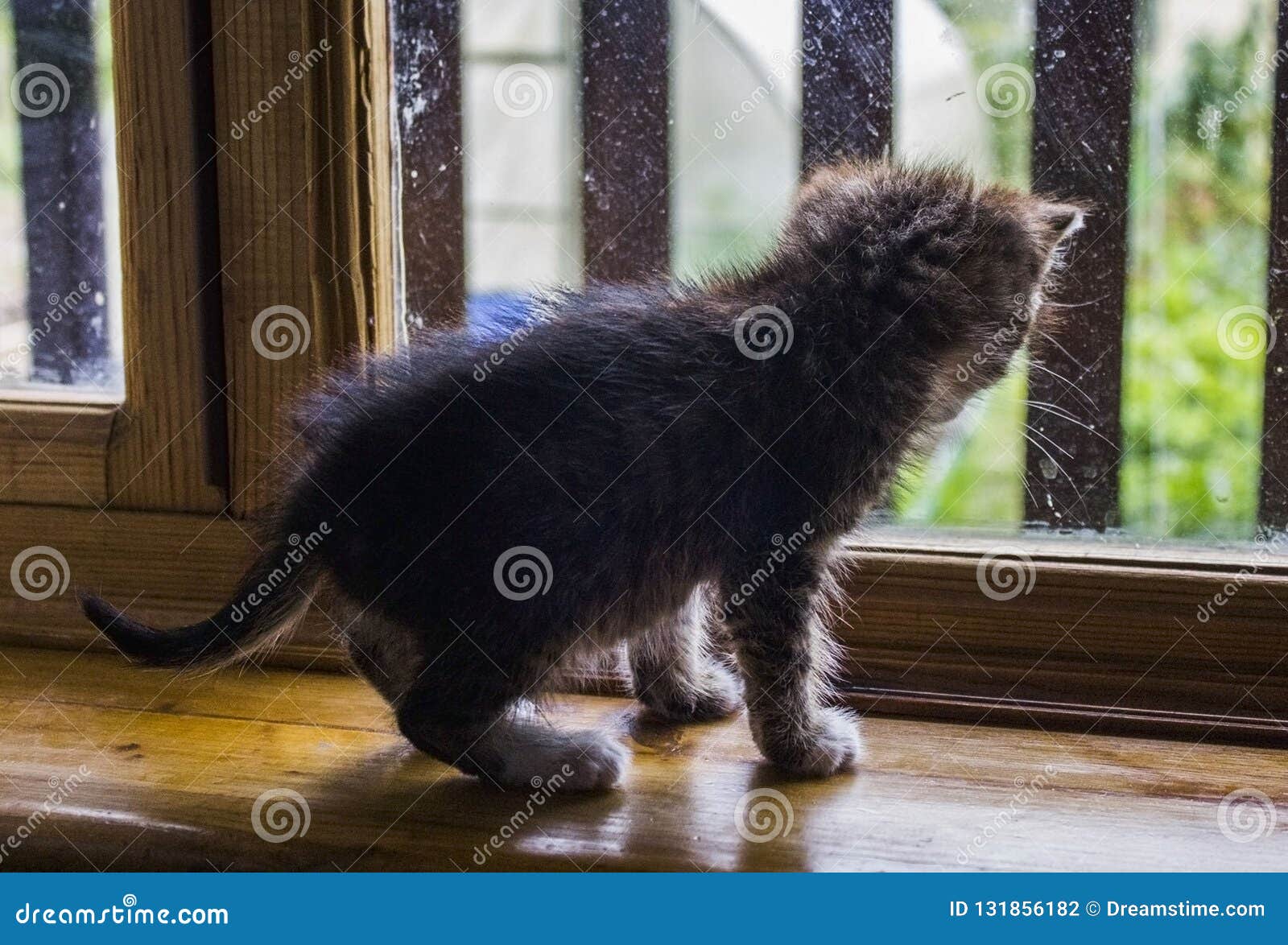 Kitten on the window stock photo. Image of spout, curiousn - 131856182
