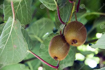 Kiwi stock image. Image of ripe, produce, outdoor, close - 26059379