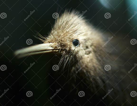 Kiwi bird stock image. Image of species, zealand, phenomenon - 11989743