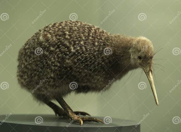 Kiwi bird stock photo. Image of kiwi, animal, head, auckland - 11989826