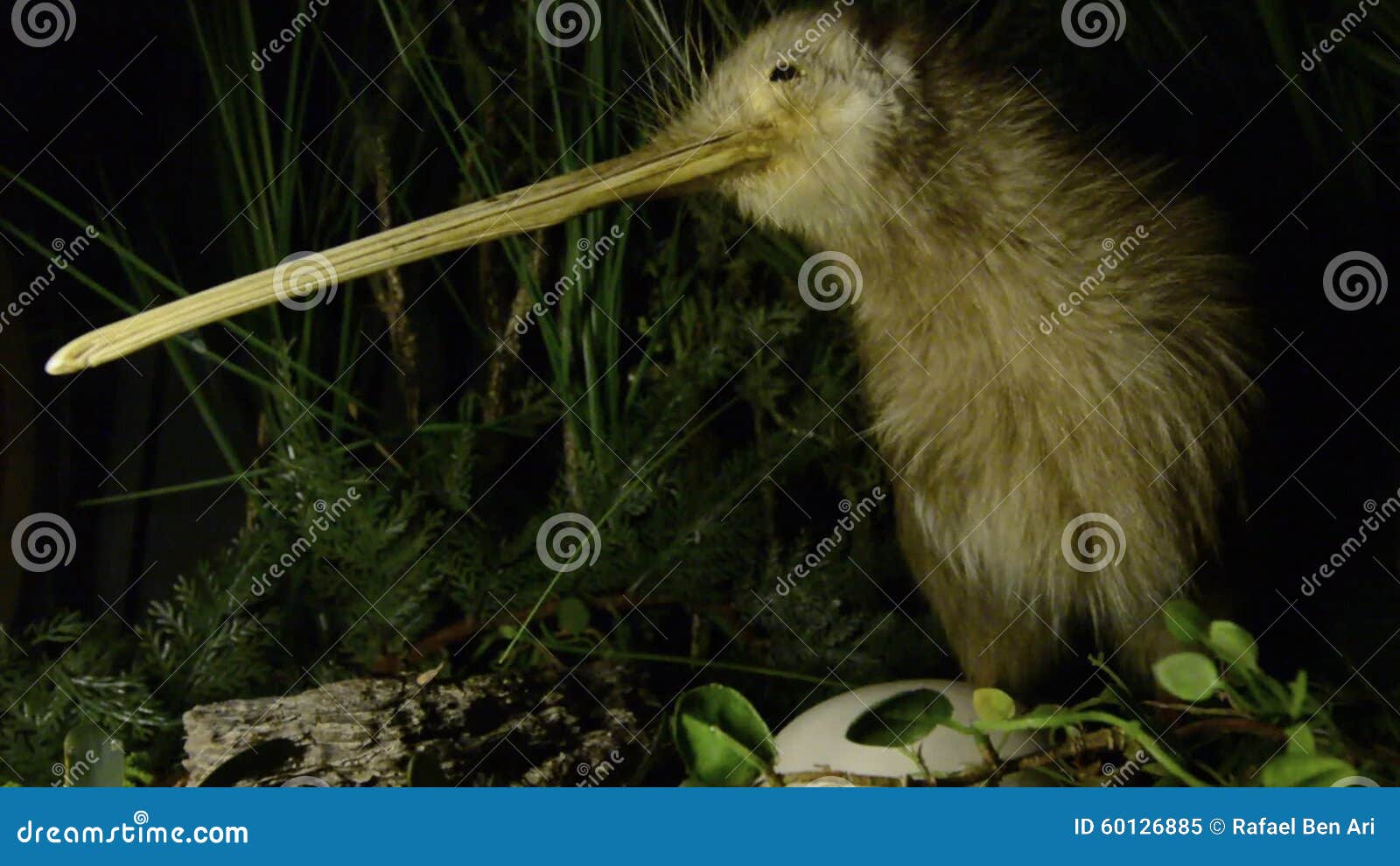 Kiwi bird and an egg stock video. Video of native, brown - 60126885