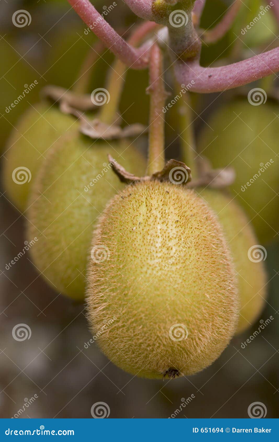 Kiwi Fruit stock photo. Image of juicy, vitamin, health - 651694