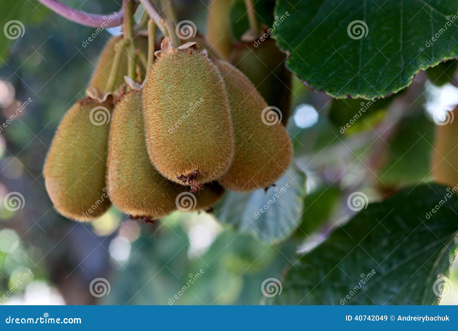 Kiwi fruit stock image. Image of garden, branch, ripe - 40742049