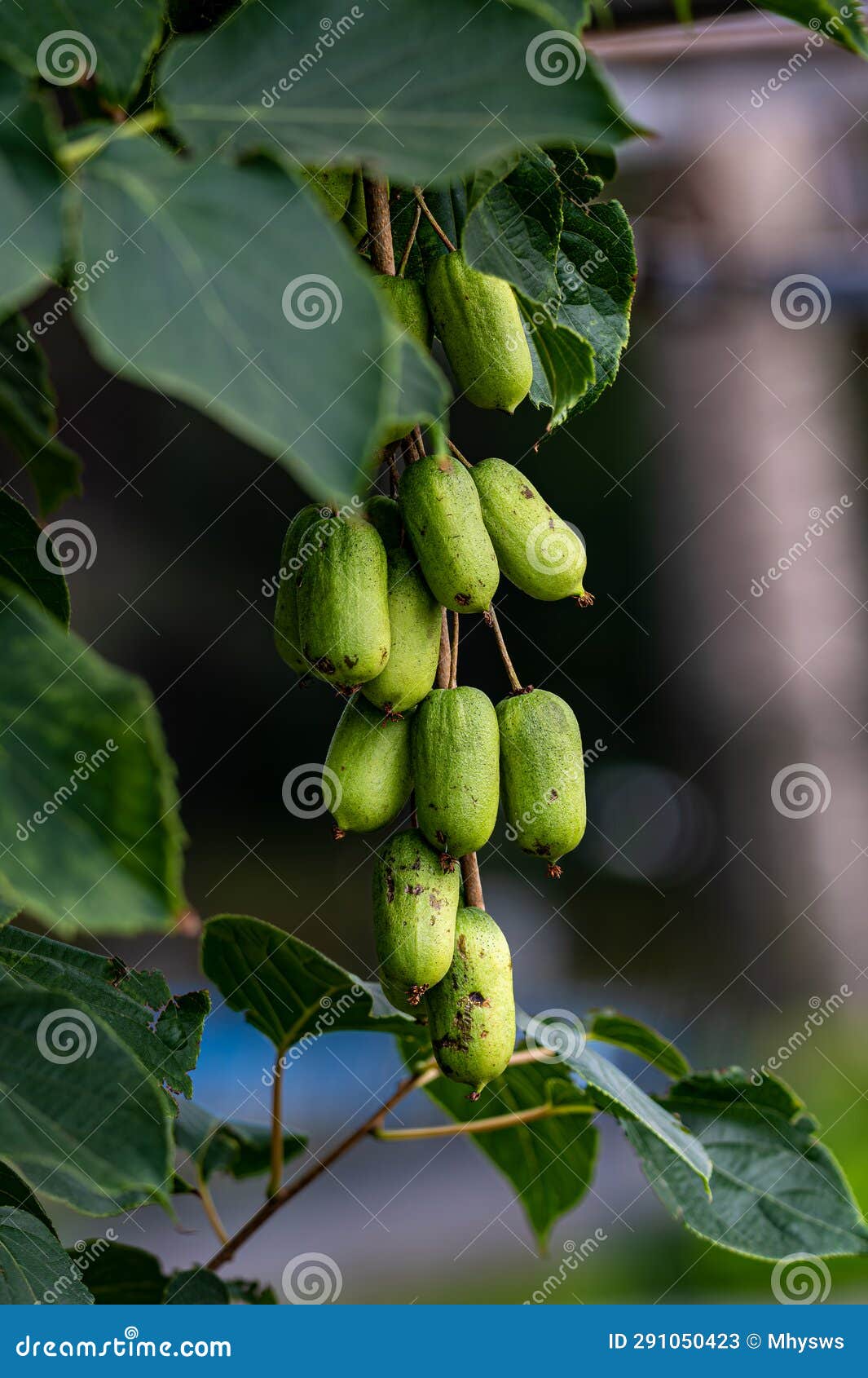Kiwi Fruit Growing on a Branch Stock Image - Image of evergreen, kiwi ...