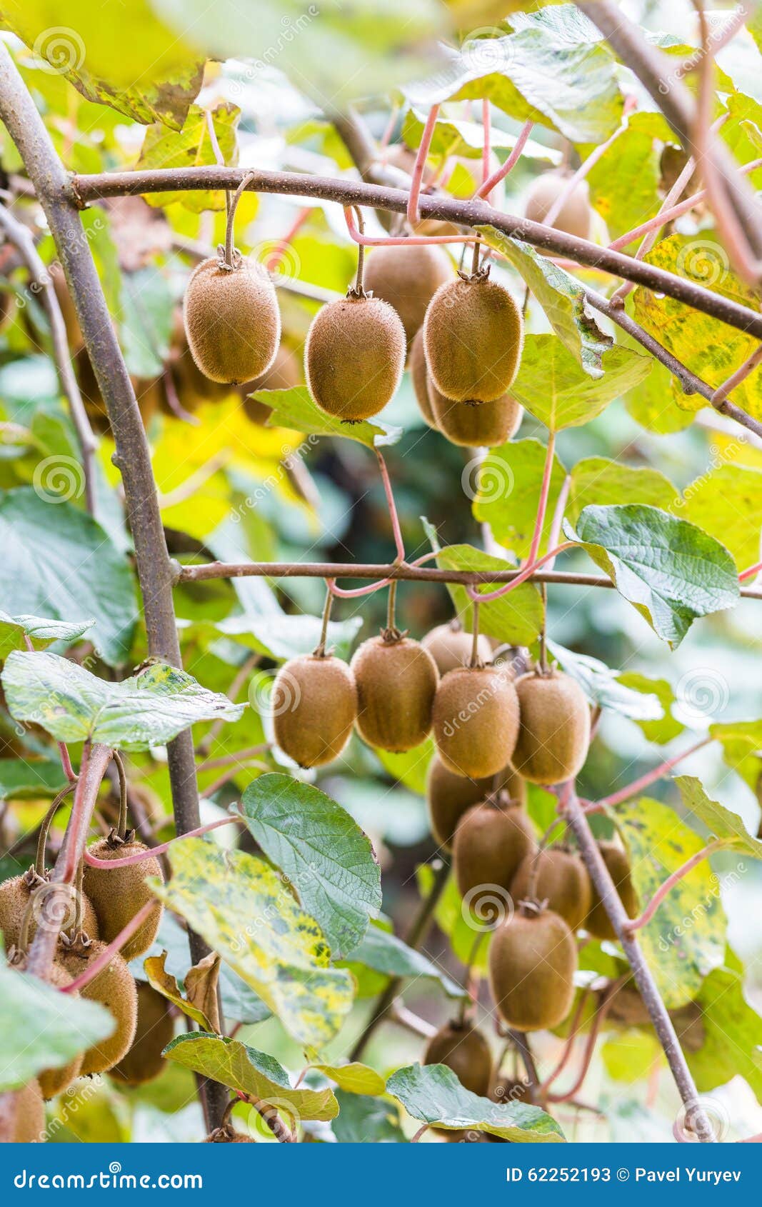 Kiwi fruit growing stock image. Image of fruit, gooseberry - 62252193