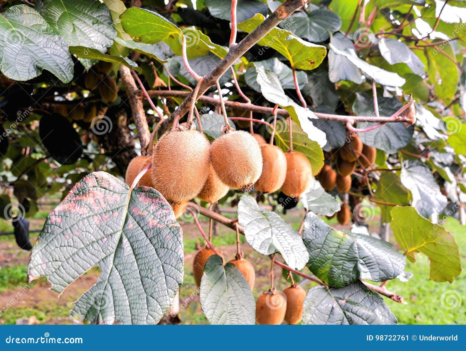 Kiwi Fruit Plantaion Tree immagine stock. Immagine di organico - 98722761