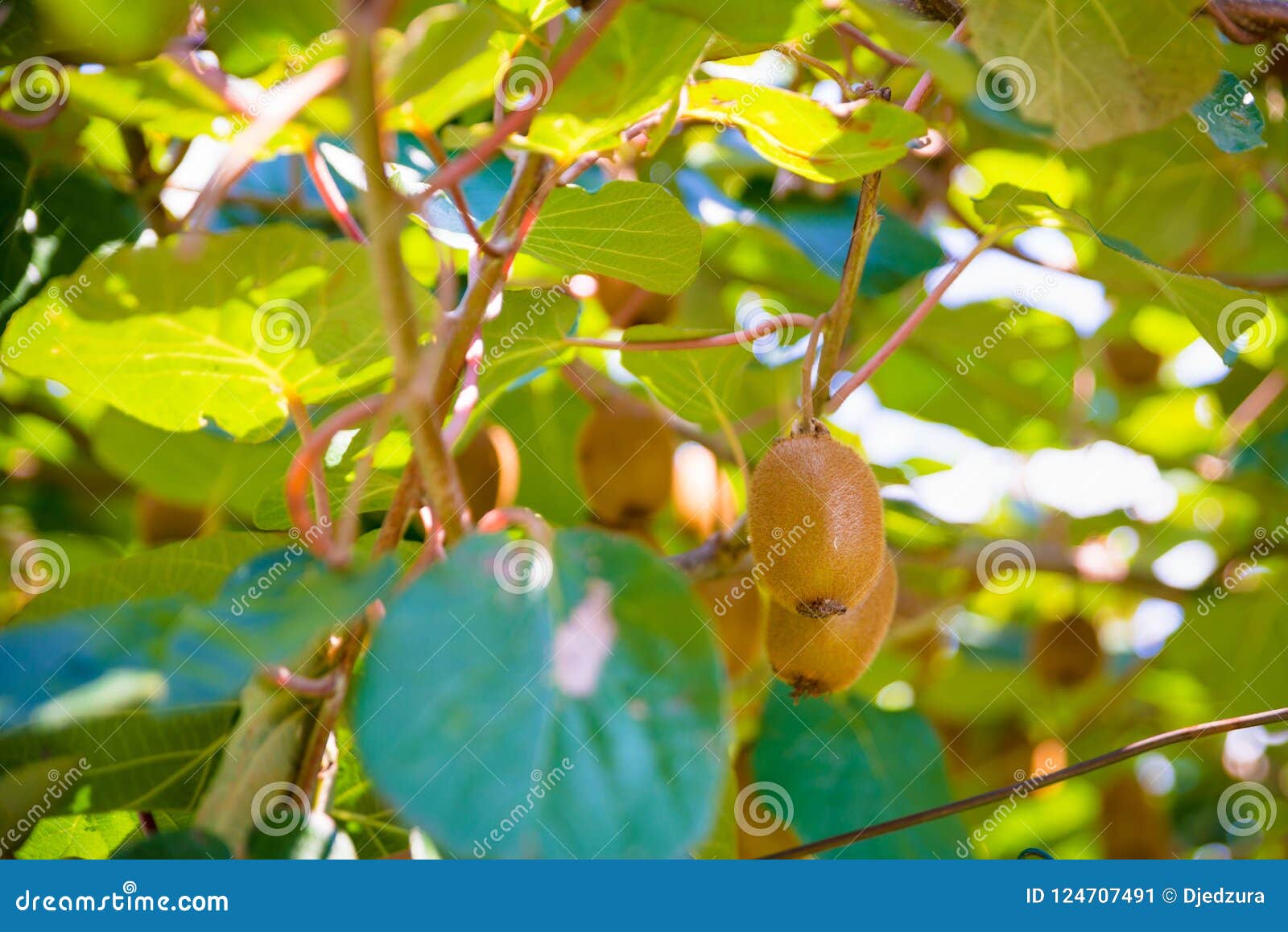 Kiwi Fruit on Tree on Kiwi Plantation in Italy Stock Image - Image of ...
